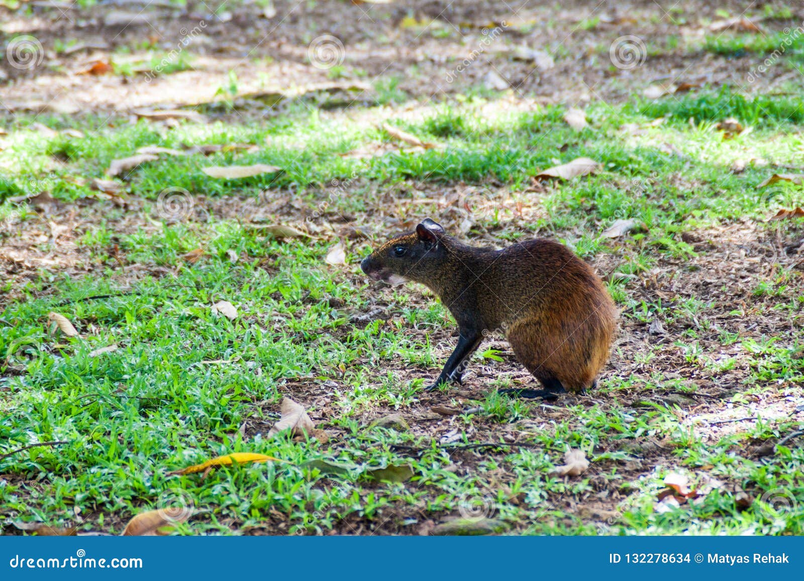 Cutia foto de stock. Imagem de américa, roedor, marrom - 132278634