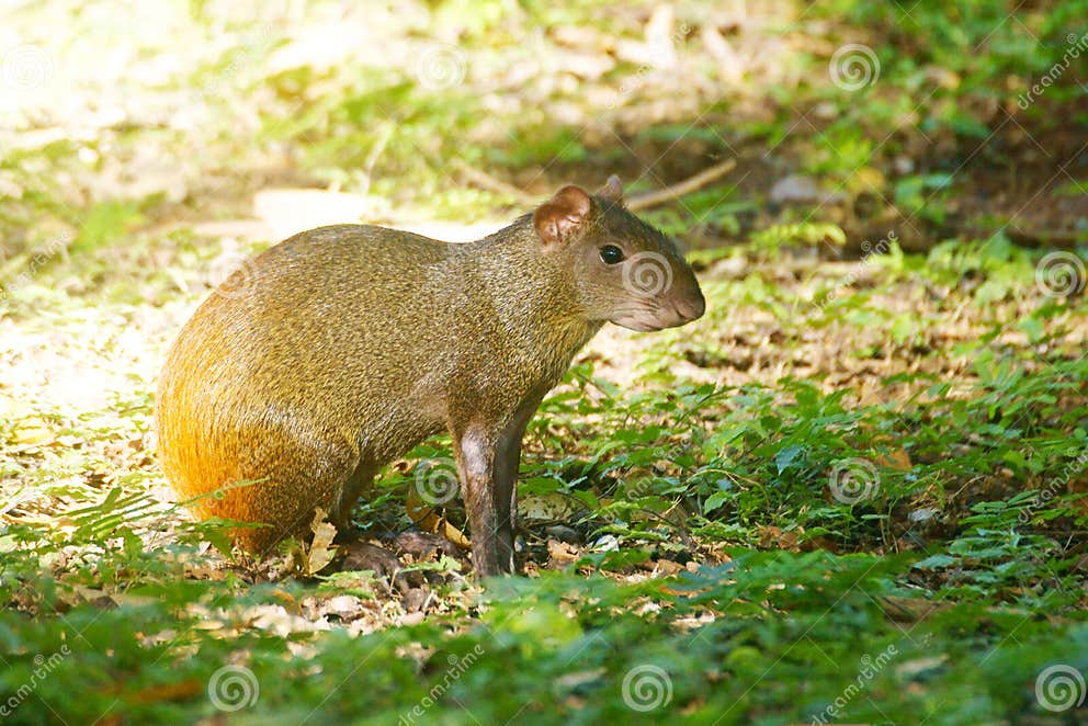 Cutia imagem de stock. Imagem de central, porta, américa - 62636595