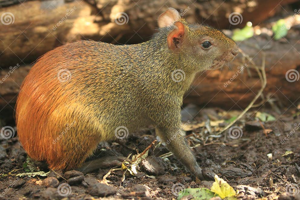 Cutia Dourada-rumped imagem de stock. Imagem de animal - 25662473