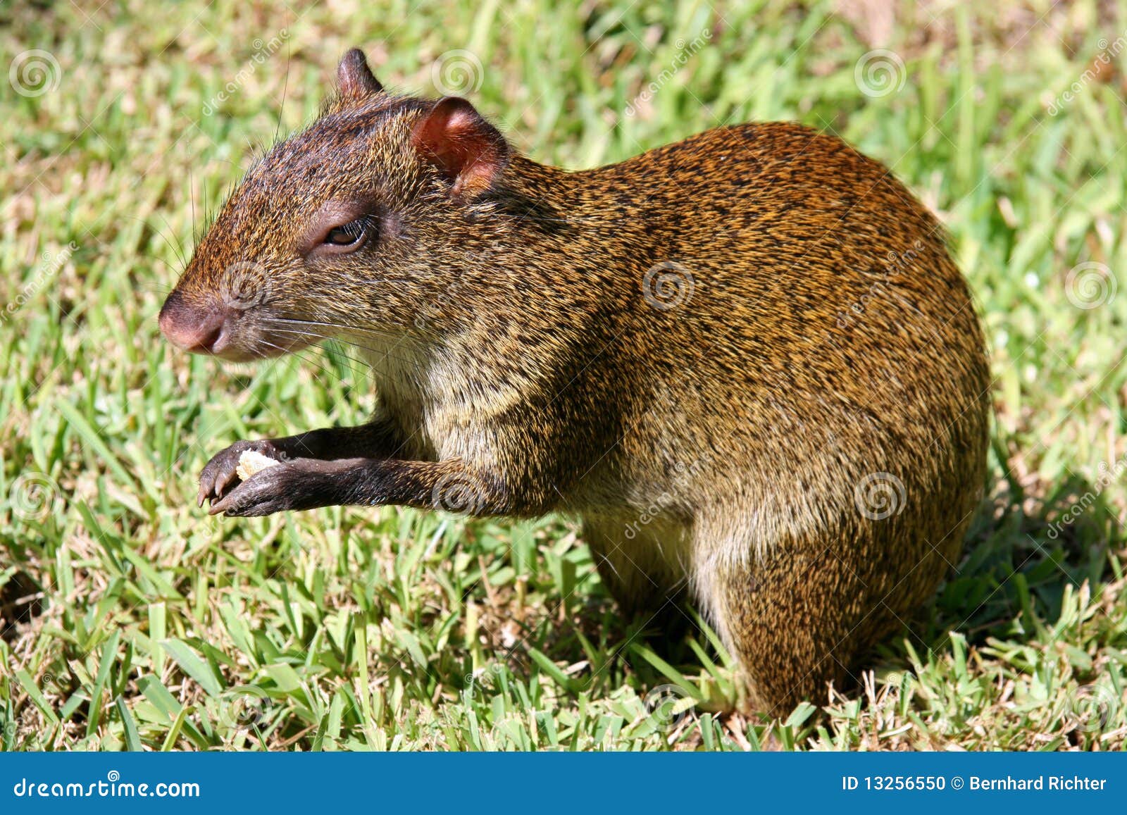 Cutia mexicana foto de stock. Imagem de méxico, mexicano - 13256550