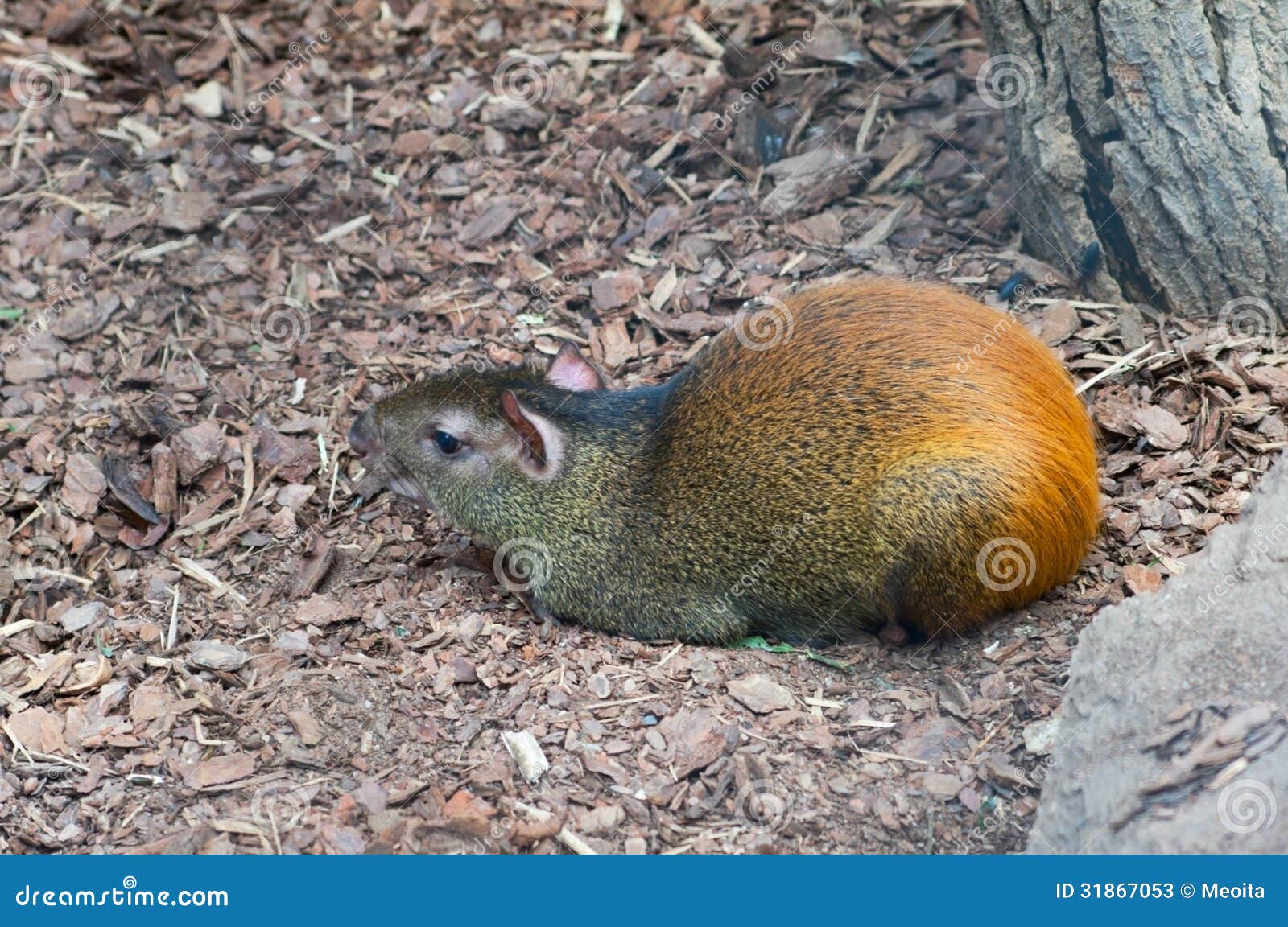 Cutia vermelha-rumped imagem de stock. Imagem de selvagem - 31867053