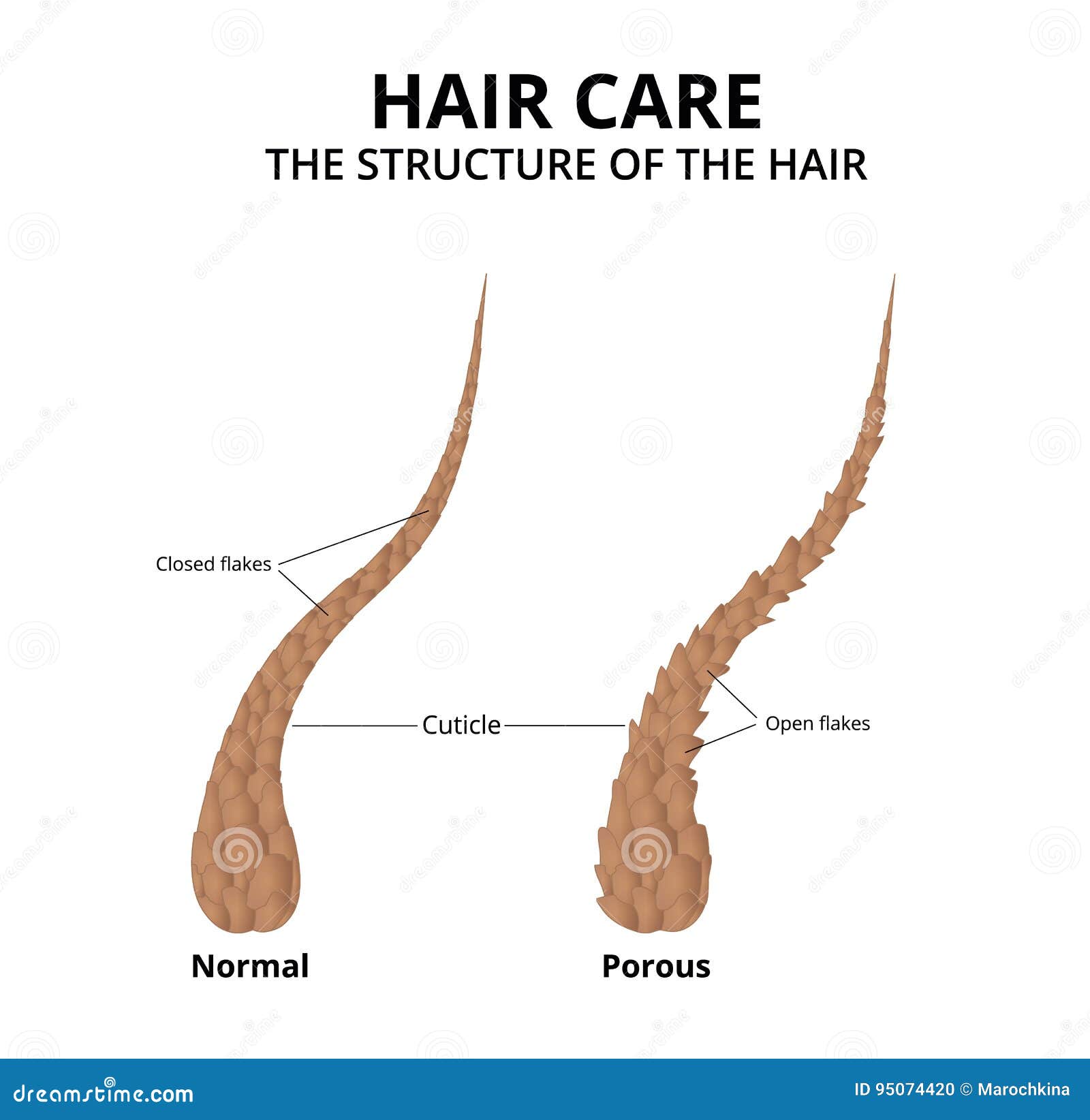 Cuticola Del Primo Piano Dei Capelli Illustrazione Vettoriale ...