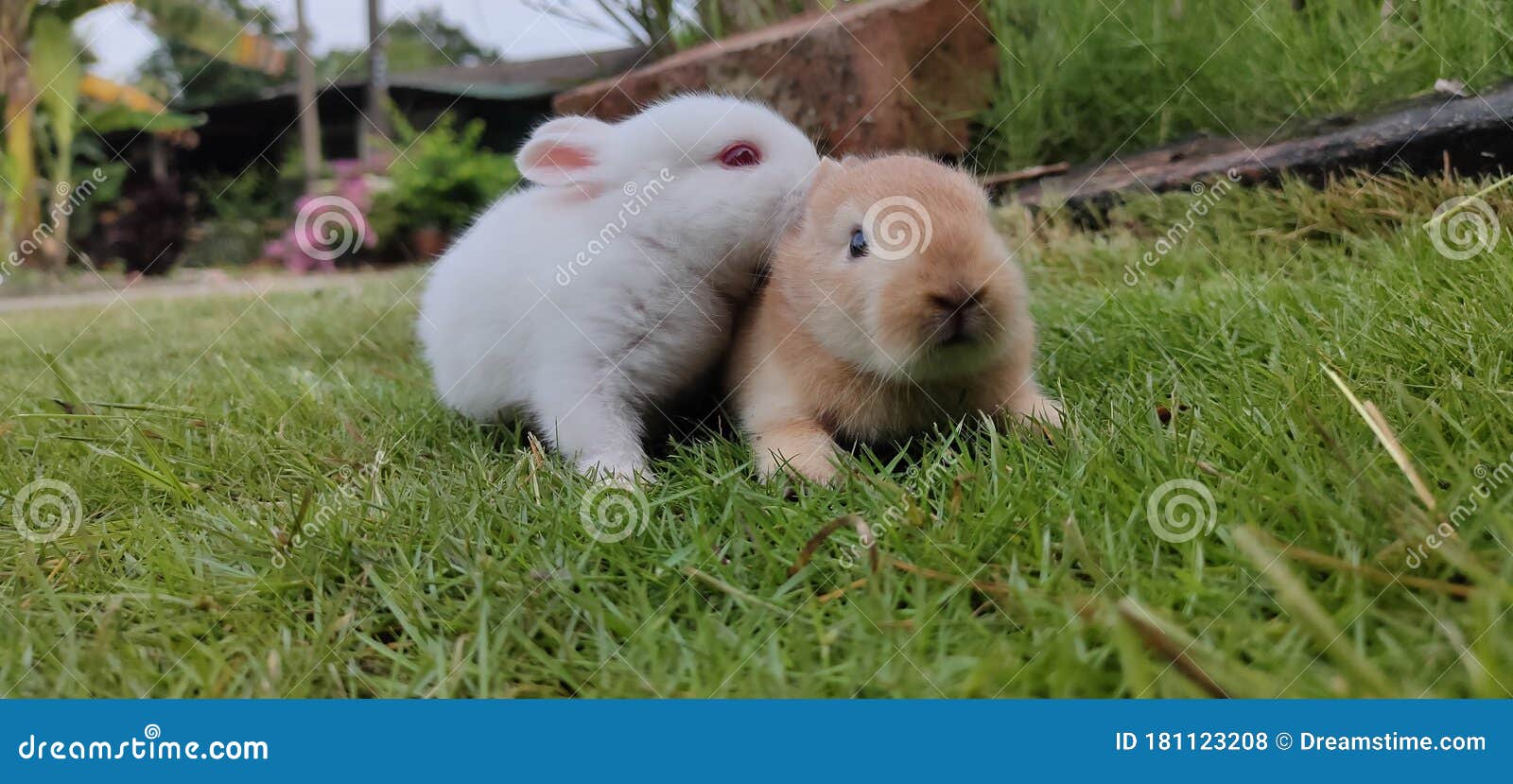 Cutie Baby Rabbits. Pet Lovers Stock Photo - Image of cutie, baby ...