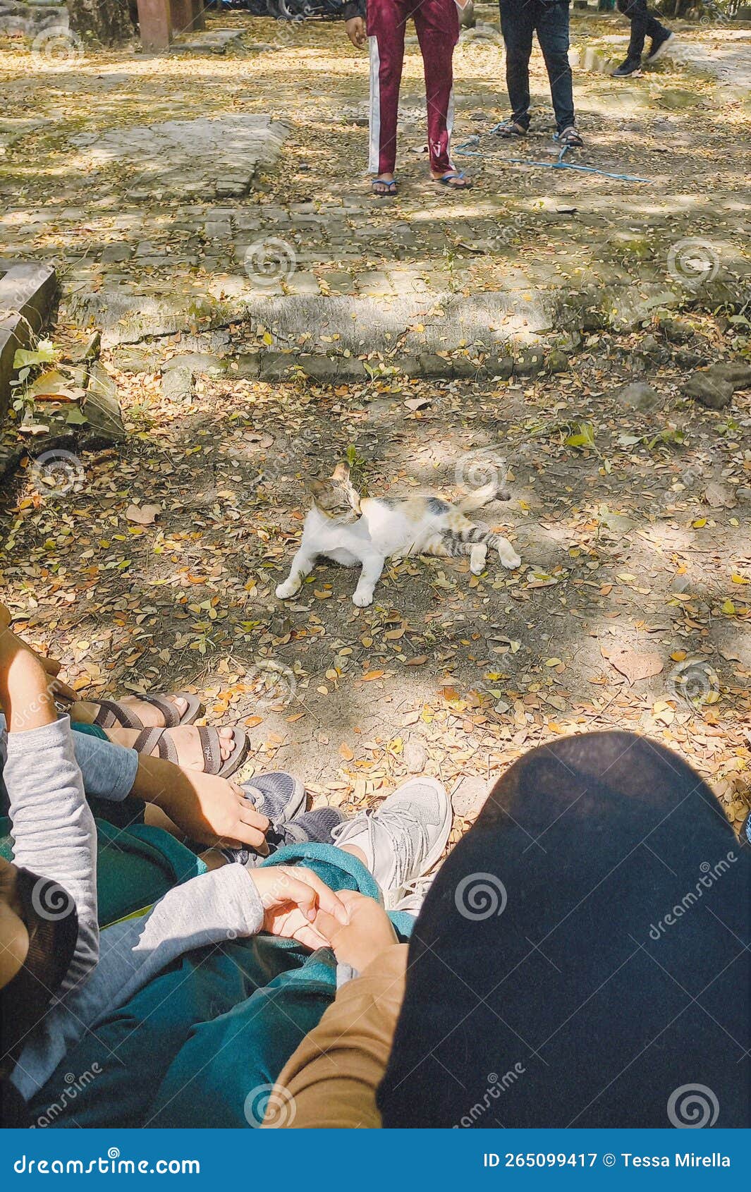 Cutie cat in the crowd stock image. Image of meow, crowd - 265099417