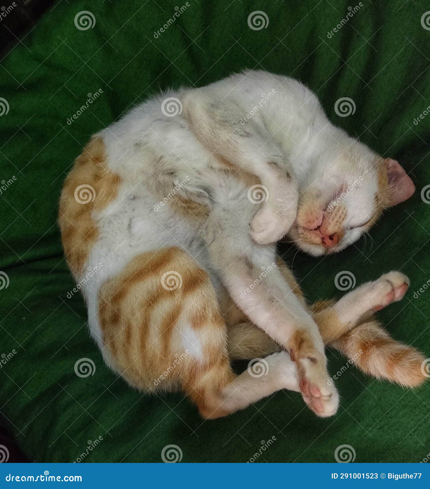 Cutie Cat sleep princess stock image. Image of prince - 291001523