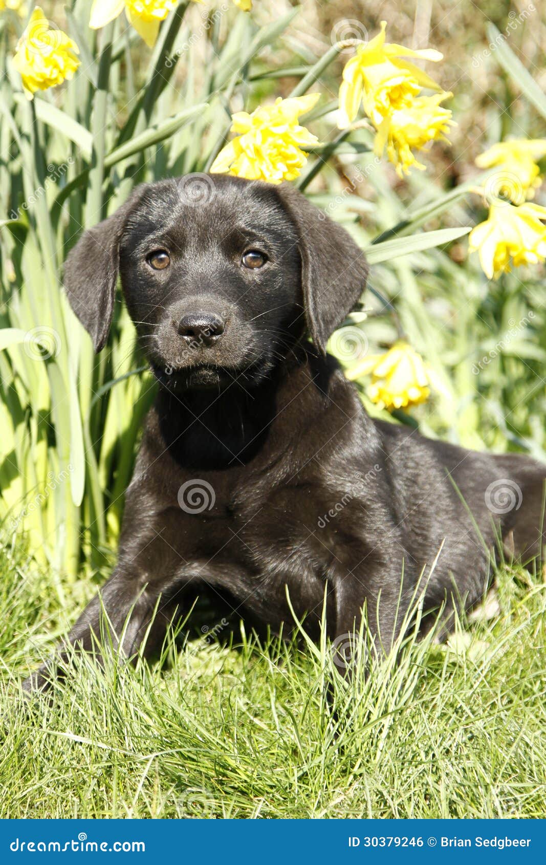 Cutie Labrador Puppy in the Daffodils. Stock Photo - Image of puppy ...