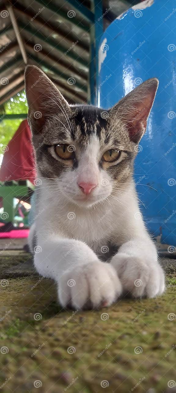 Cutie Kitten in Swiming Pool Stock Image - Image of nose, kitten: 340183219