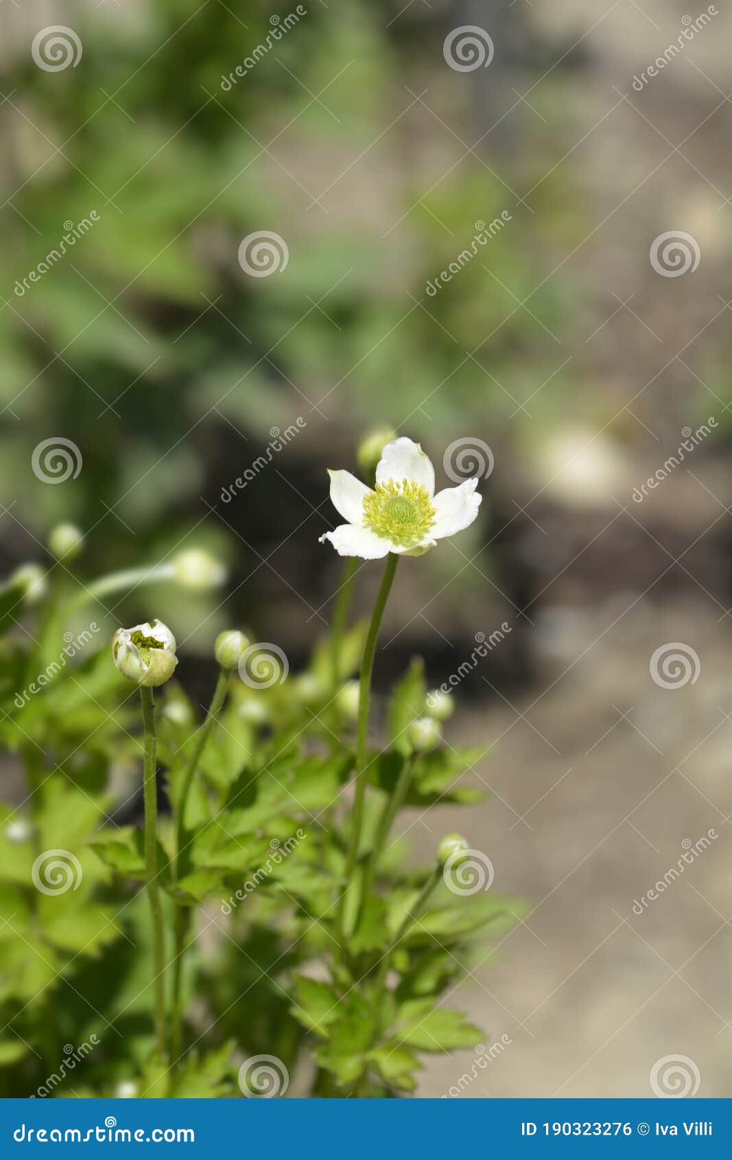 Cutleaf anemone stock photo. Image of globe, nature - 190323276