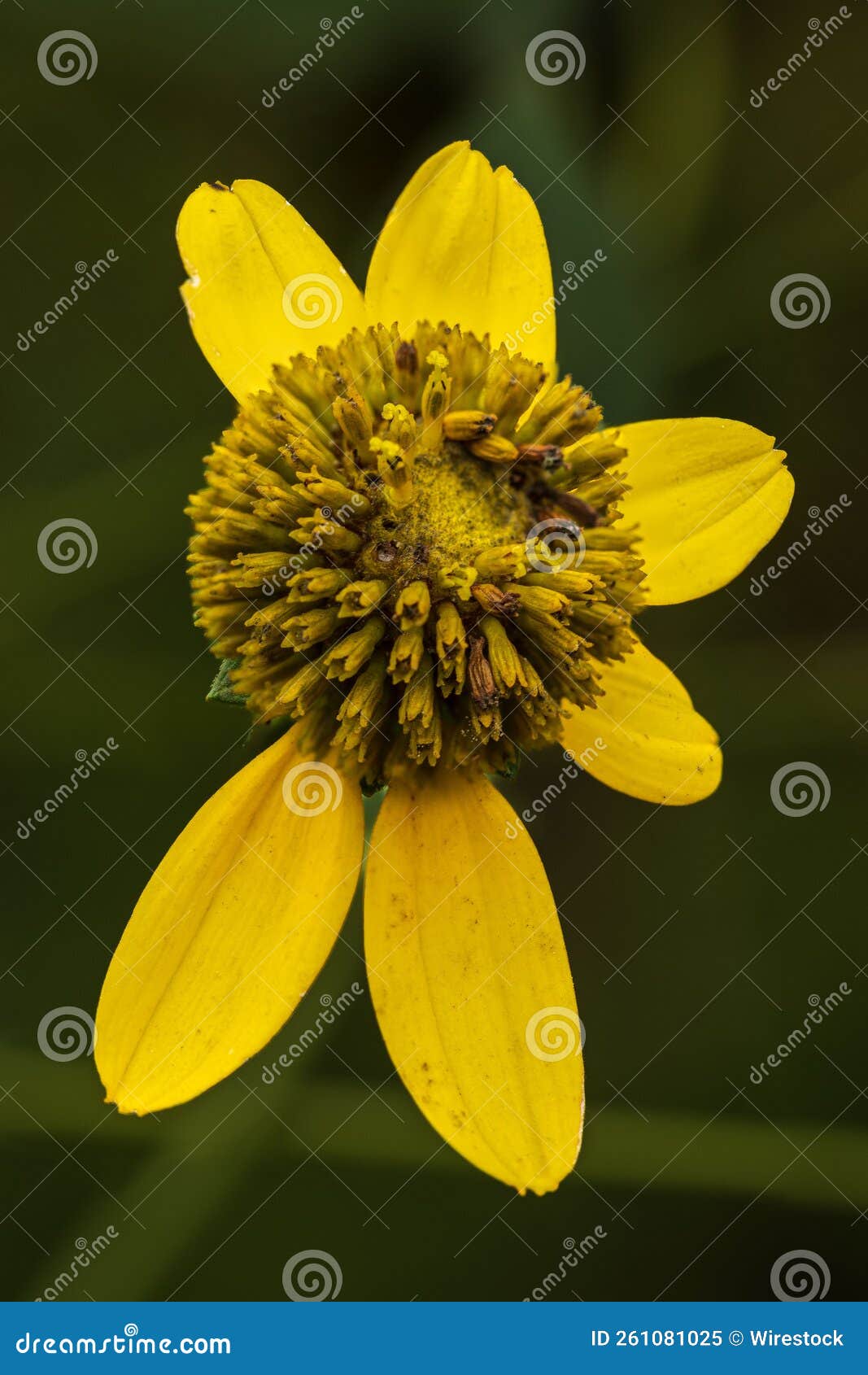 Cutleaf Coneflower Head stock image. Image of coneflower - 261081025