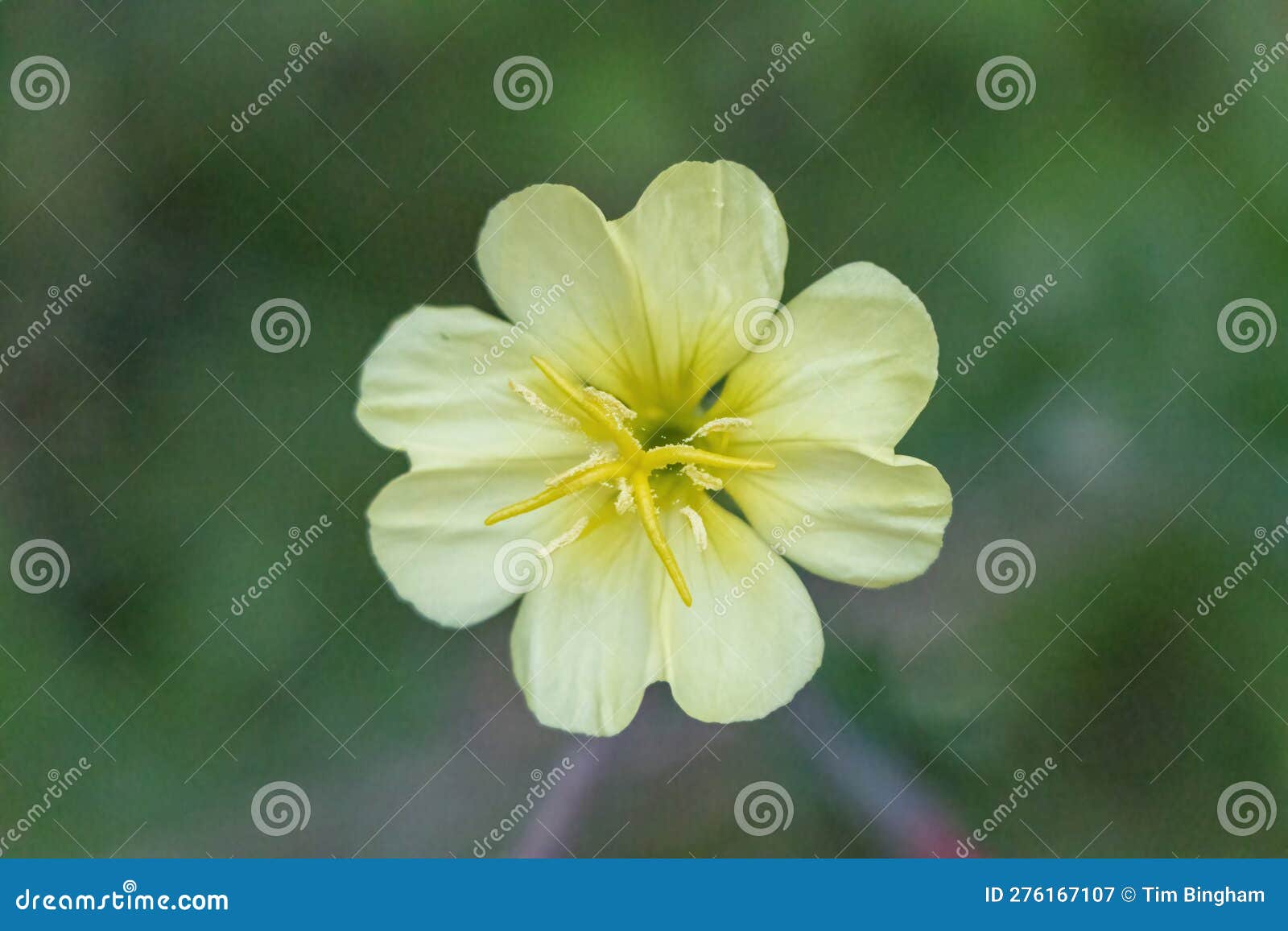 Cutleaf Evening Primrose Close Up Stock Image - Image of food, pollen ...