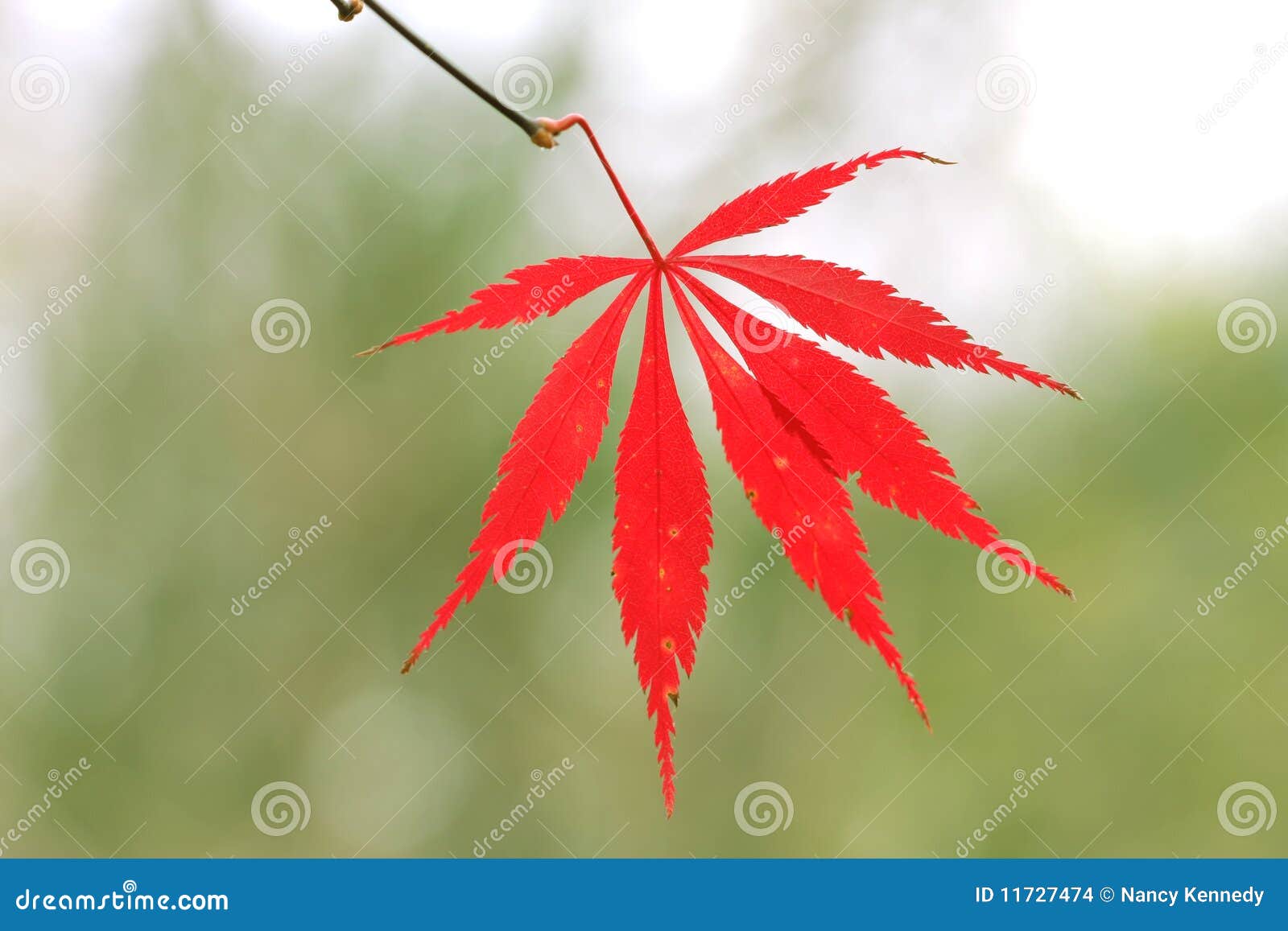 Cutleaf Japanese Maple stock photo. Image of maple, tree - 11727474