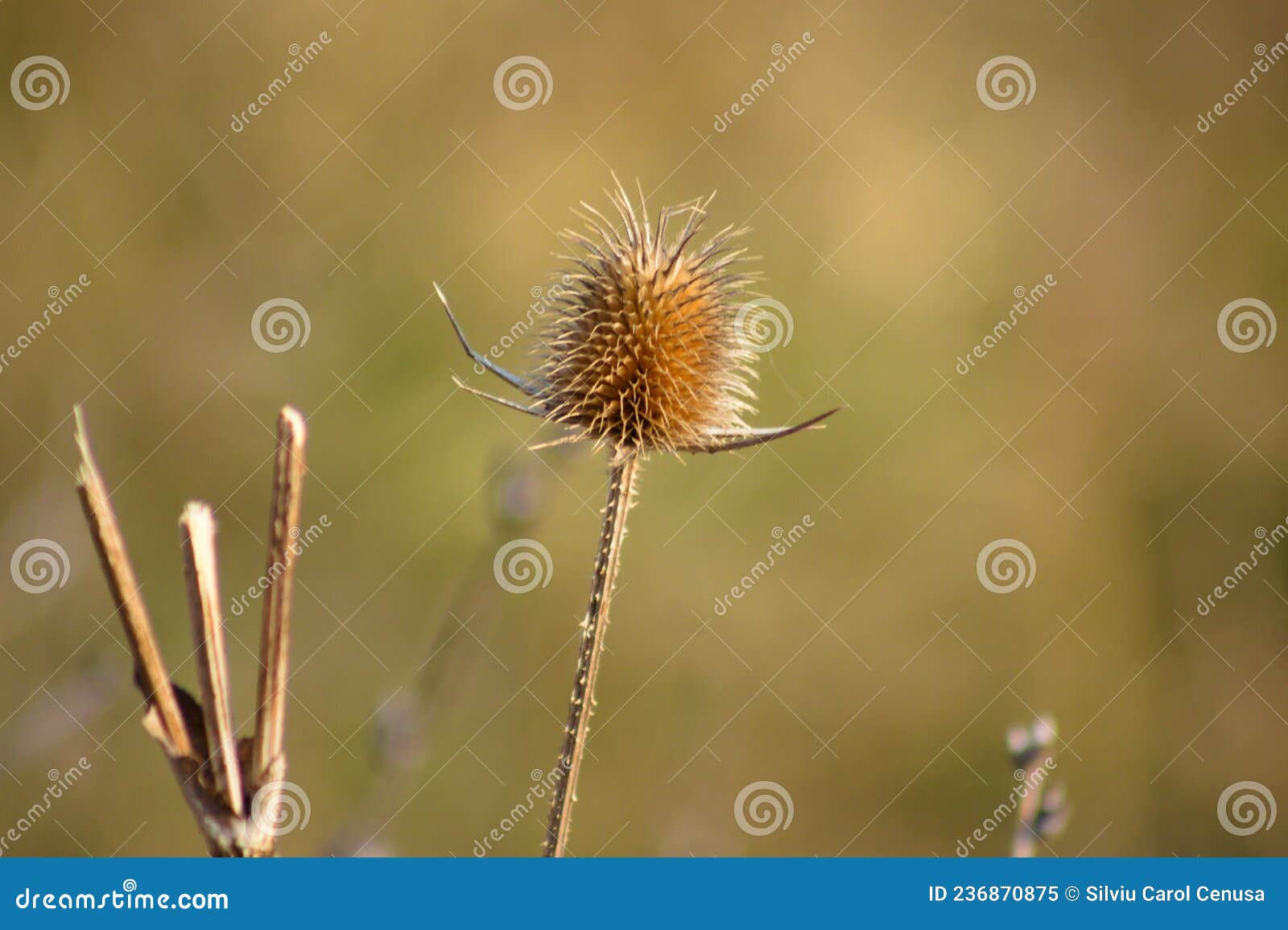 Cutleaf Teasel Seed Closeup View with Green Blurred Background Stock ...