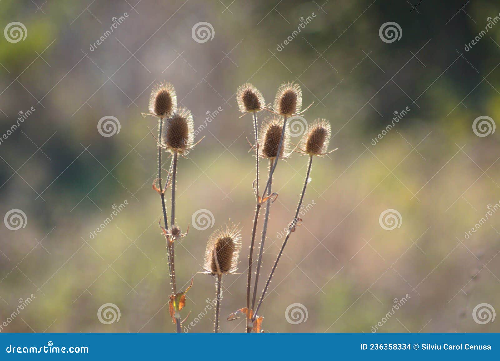 Cutleaf Teasel Seeds Closeup View with Blurry Background Stock Photo ...