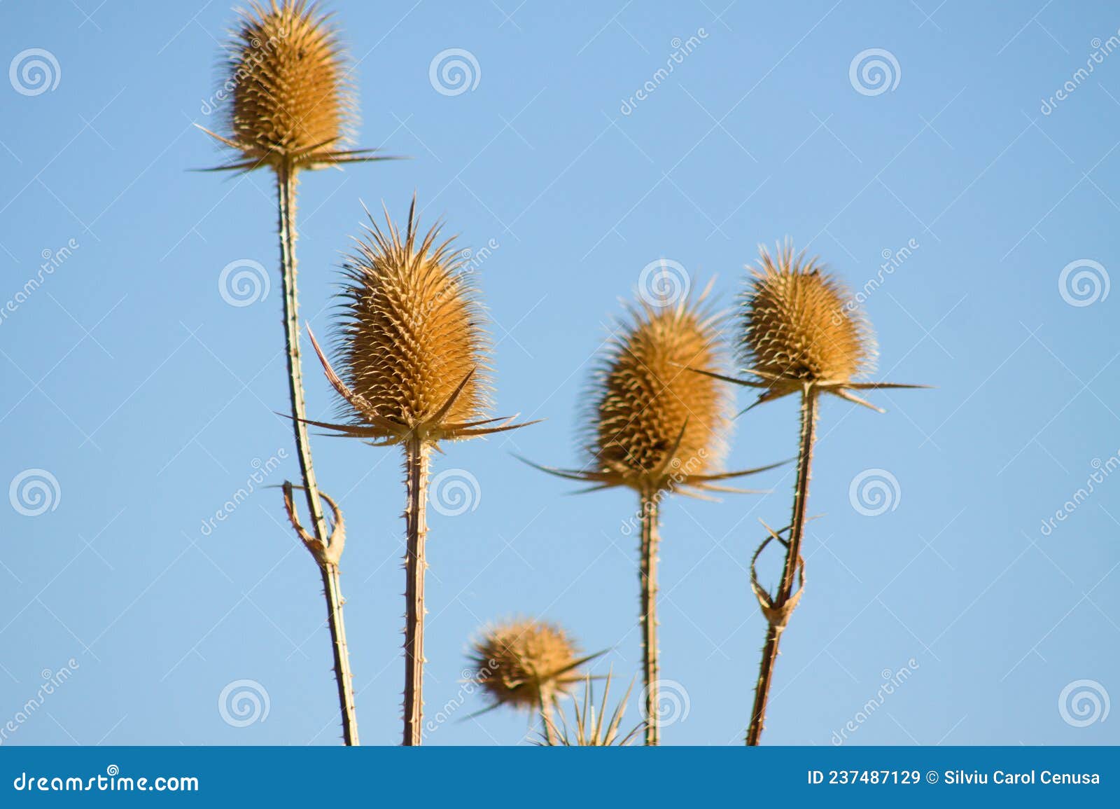 Cutleaf Teasel Seeds Closeup View with Blue Sky Background Stock Image ...