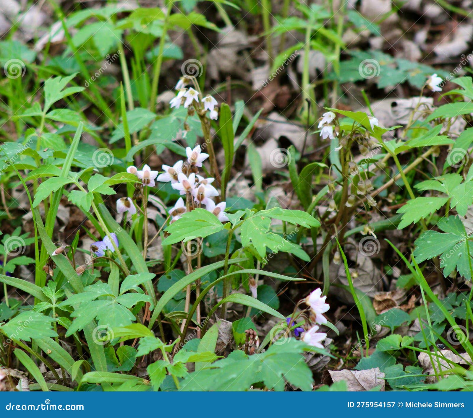 Cutleaf Toothwort Blooming in April 2023 Stock Image - Image of ...