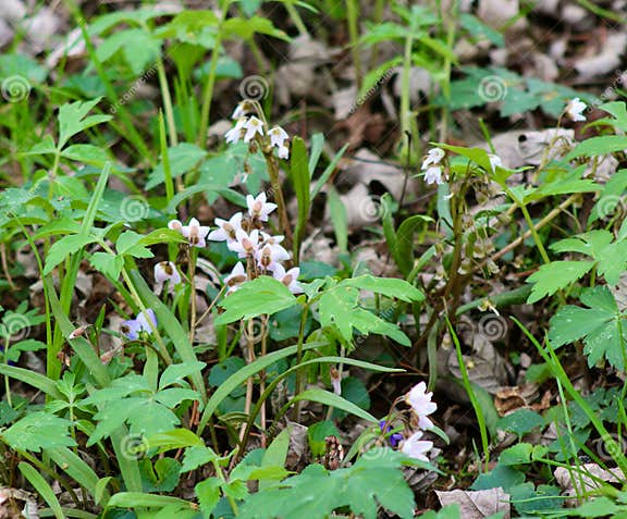 Cutleaf Toothwort Blooming in April 2023 Stock Image - Image of ...
