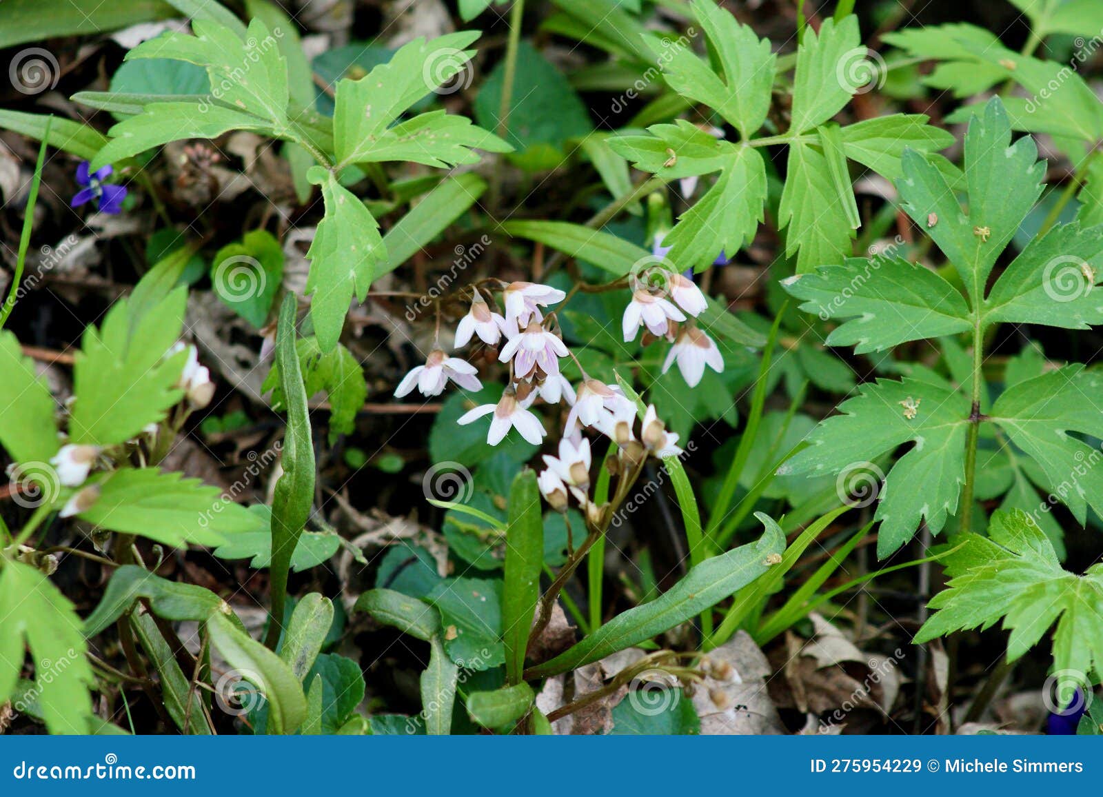 Cutleaf Toothwort Starlike Tiny Flowers Blooming on the Riverbank April ...