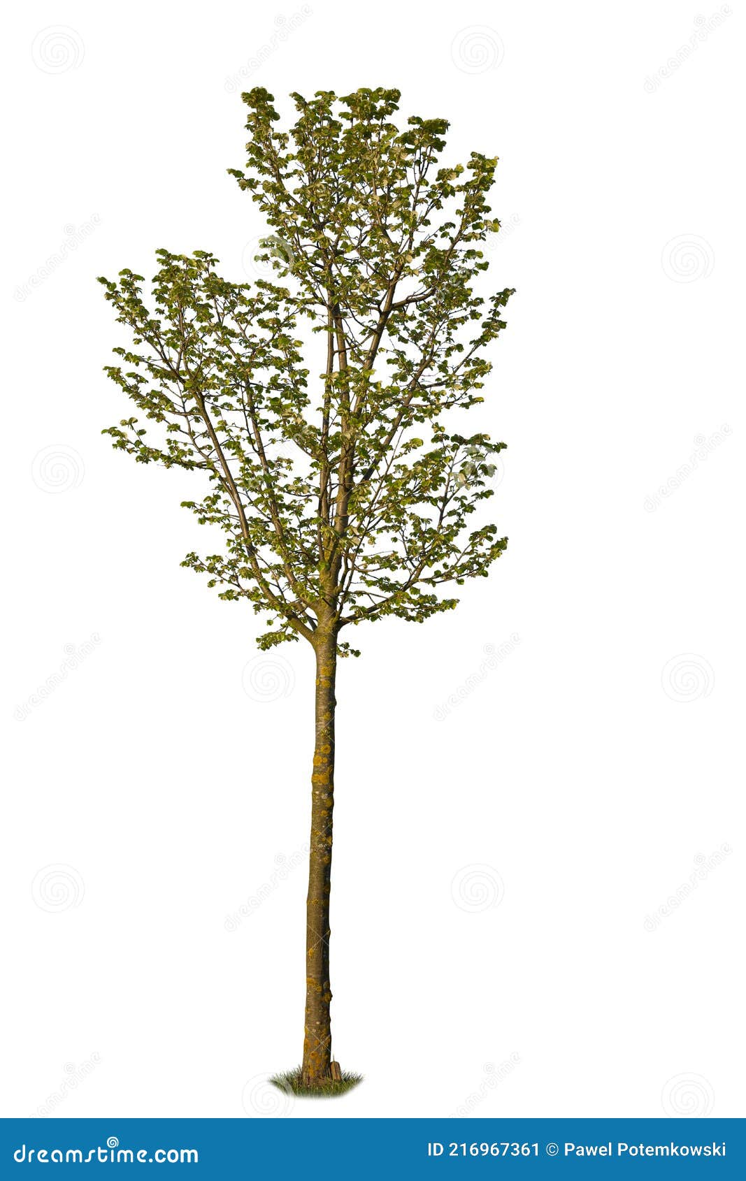 Cutout Image of a Deciduous Spring Tree with Green Leaves Stock Image ...