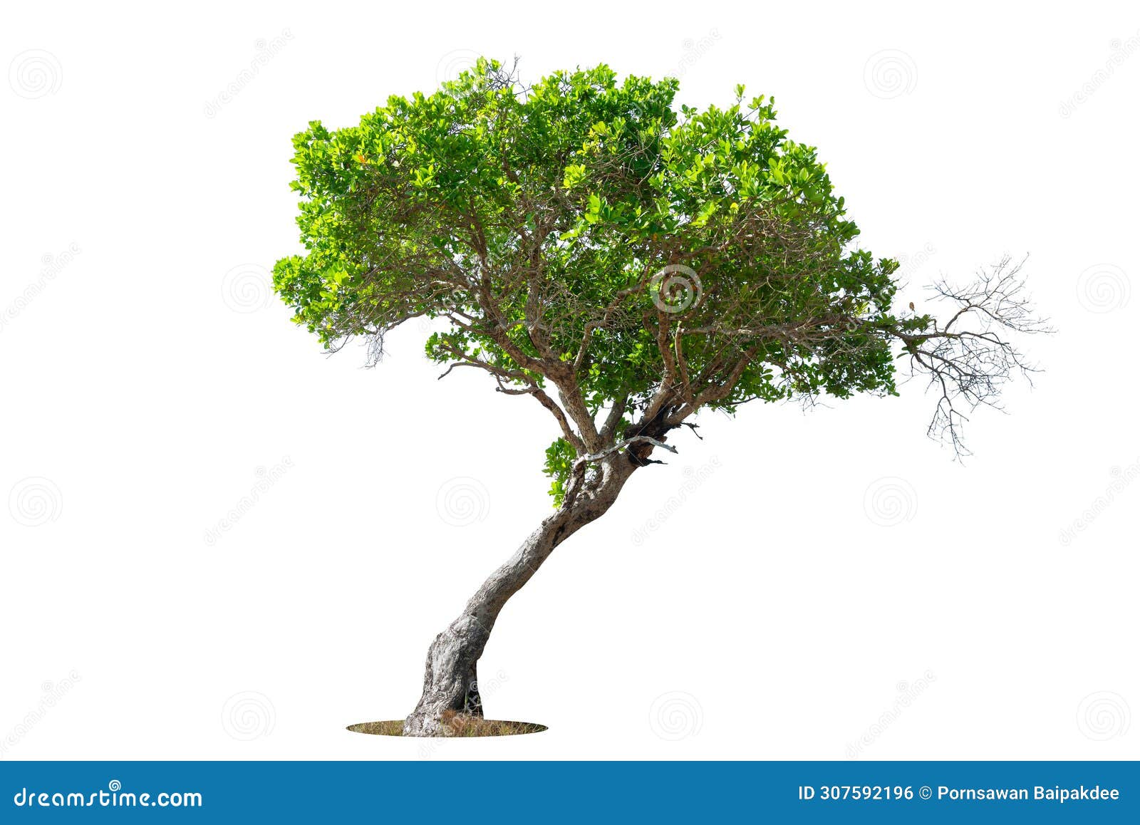 Cutout Isolated Tree for Use As a Raw Material for Editing Work. Stock ...