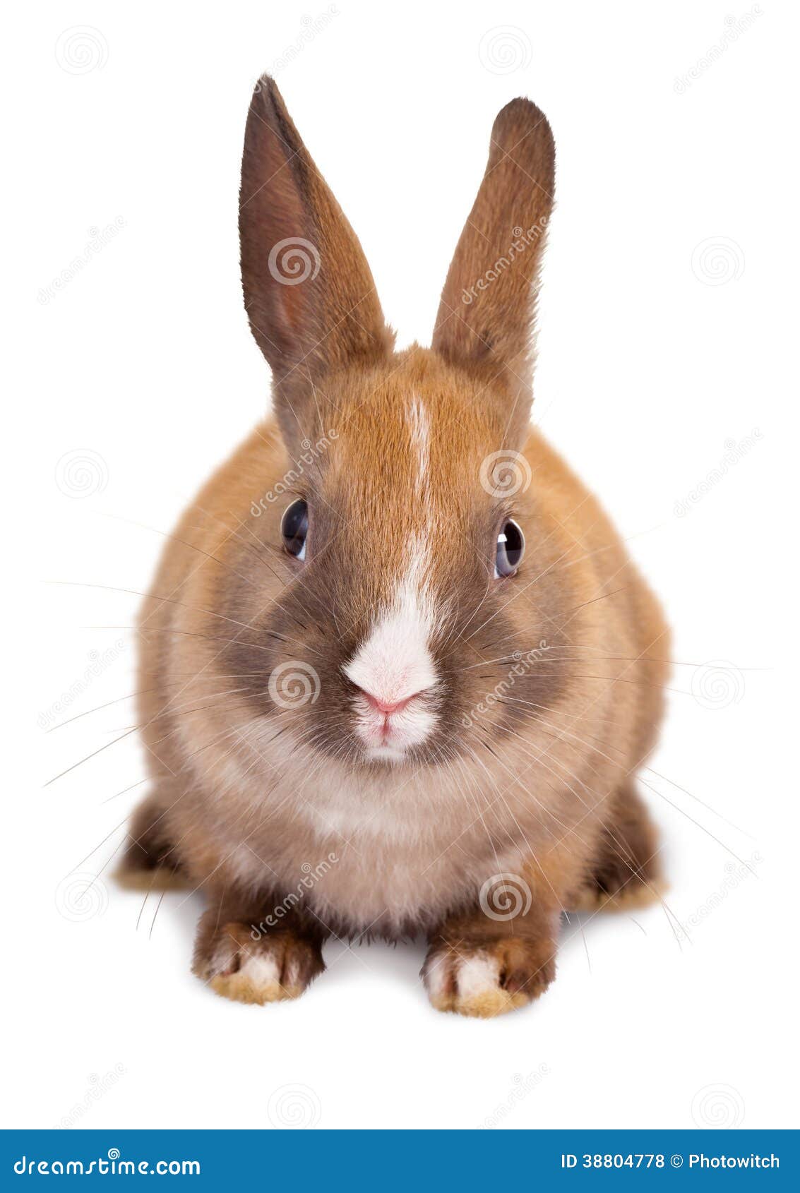 Cutout rabbit stock photo. Image of copyspace, closeup - 38804778