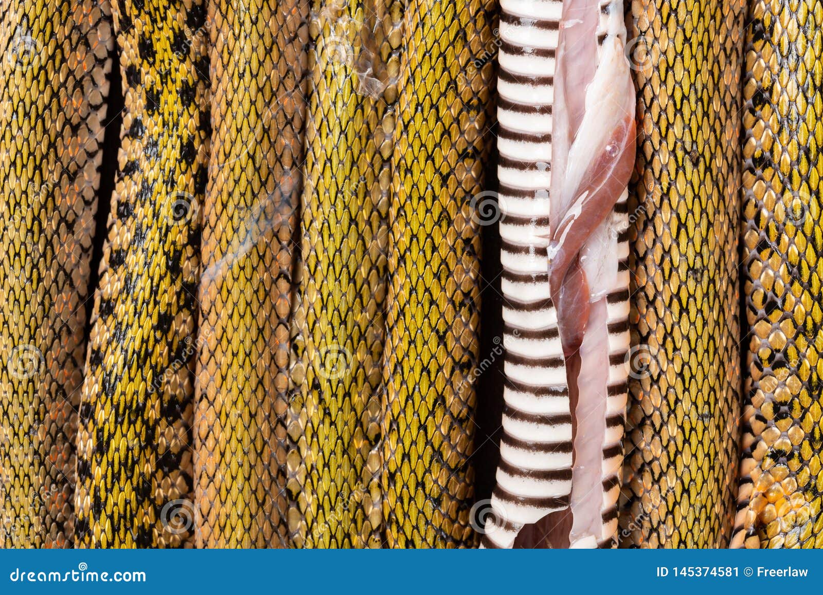 Cutout snake lined up stock image. Image of animal, cutout - 145374581