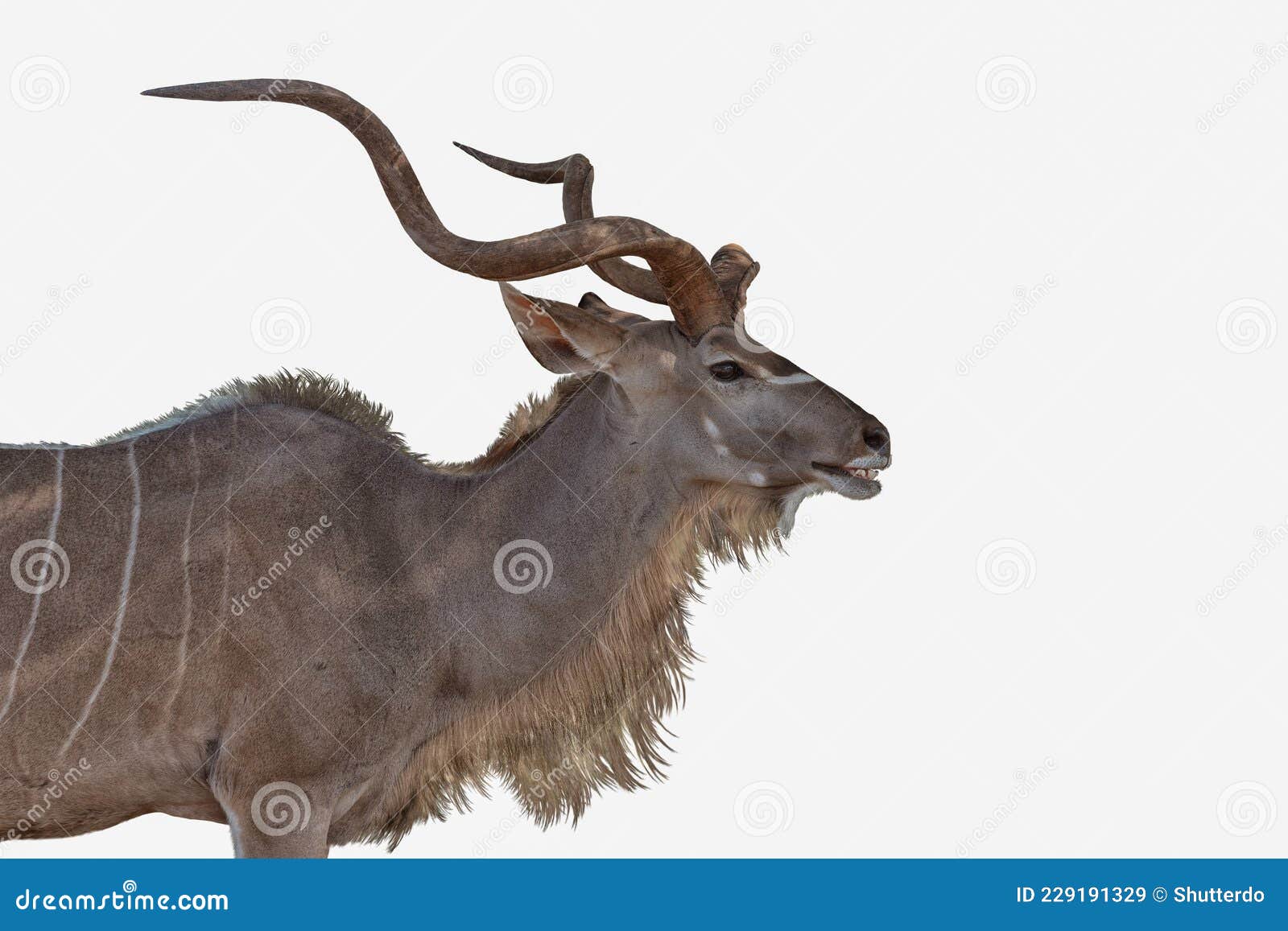 Male Kudu Antelope Side View Stock Image - Image of nature, tragelaphus ...