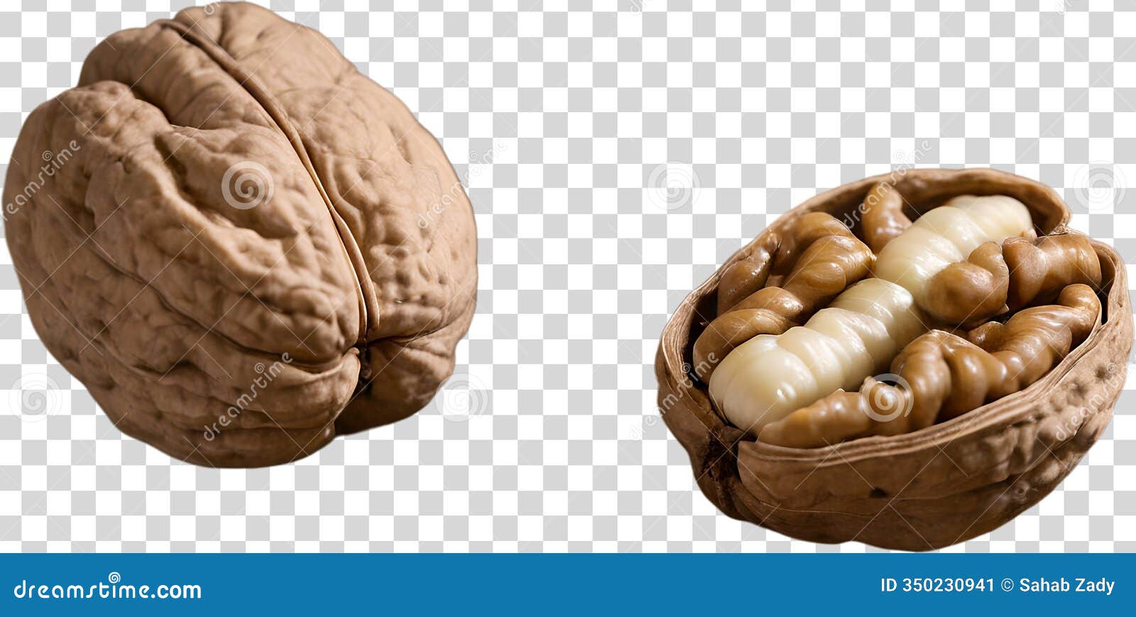 Cutout of a Whole and Split Walnut with Kernel Stock Illustration ...