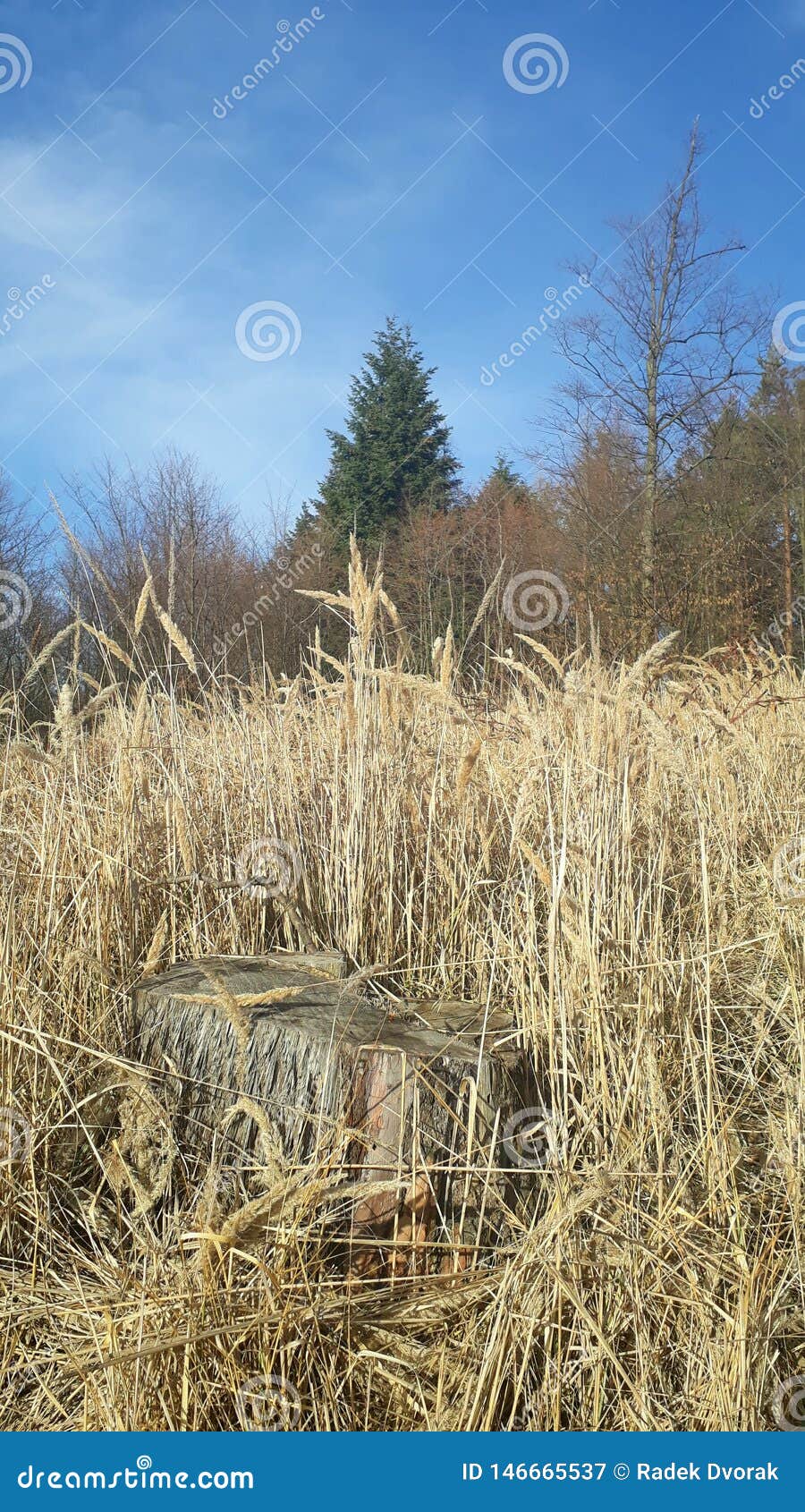 Forest cutover stock image. Image of stub, sunlight - 146665537