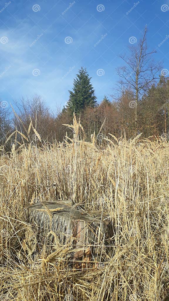 Forest cutover stock image. Image of stub, sunlight - 146665537