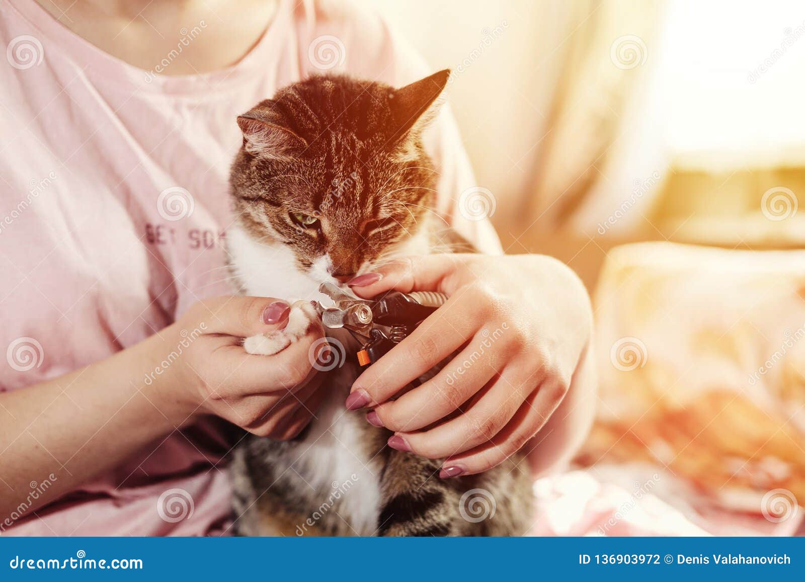 Cuts off the cat claws stock photo. Image of animal - 136903972