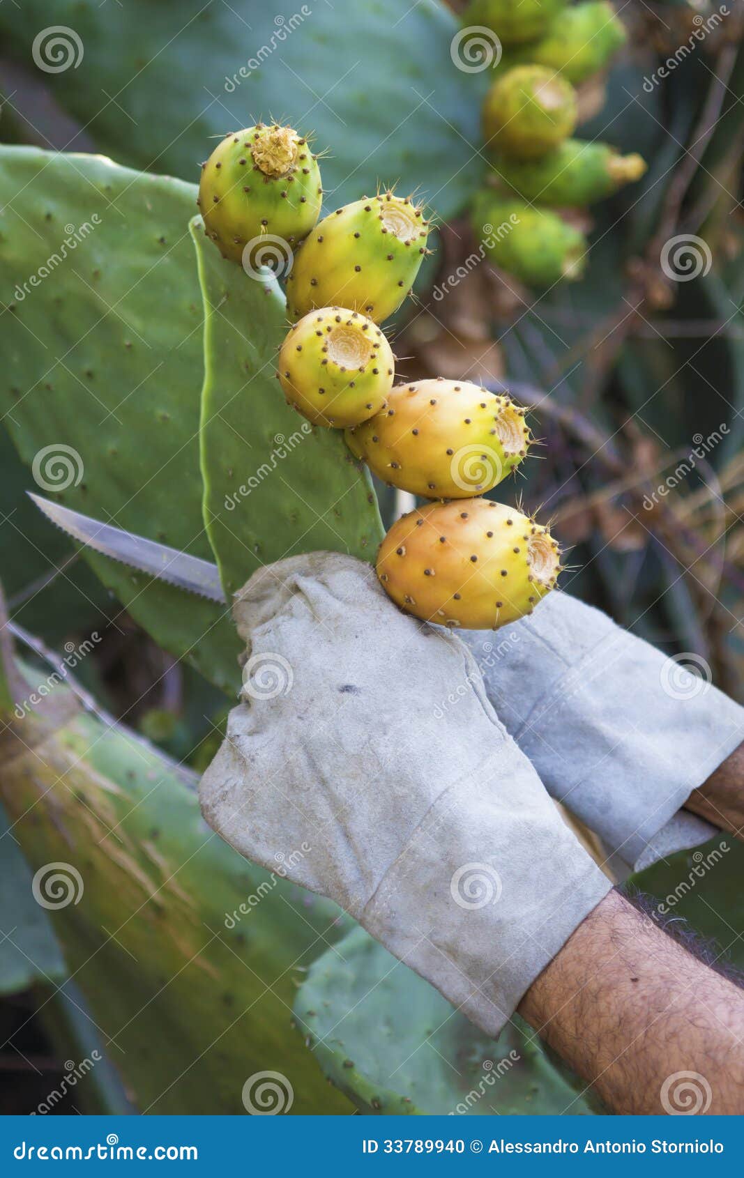 Cuts off a Prickly Pear stock photo. Image of prickly - 33789940