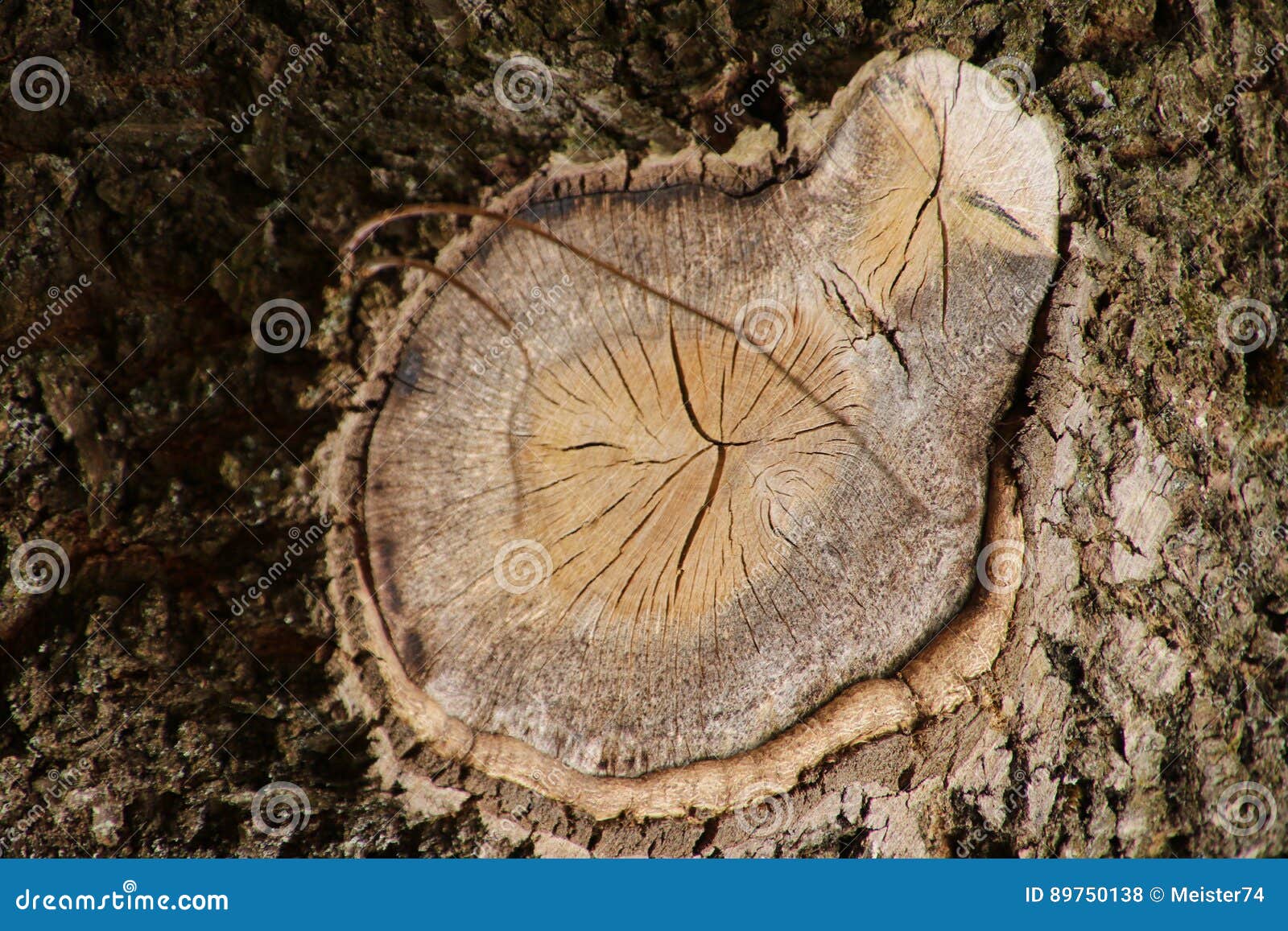 Cutted branch stock photo. Image of nature, knothole - 89750138