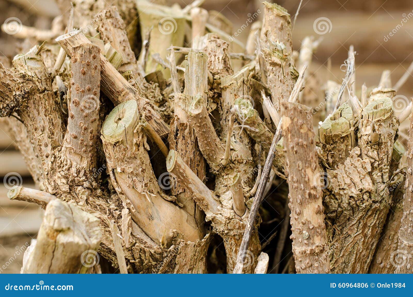Cutted dead bush branches stock photo. Image of enviroment - 60964806
