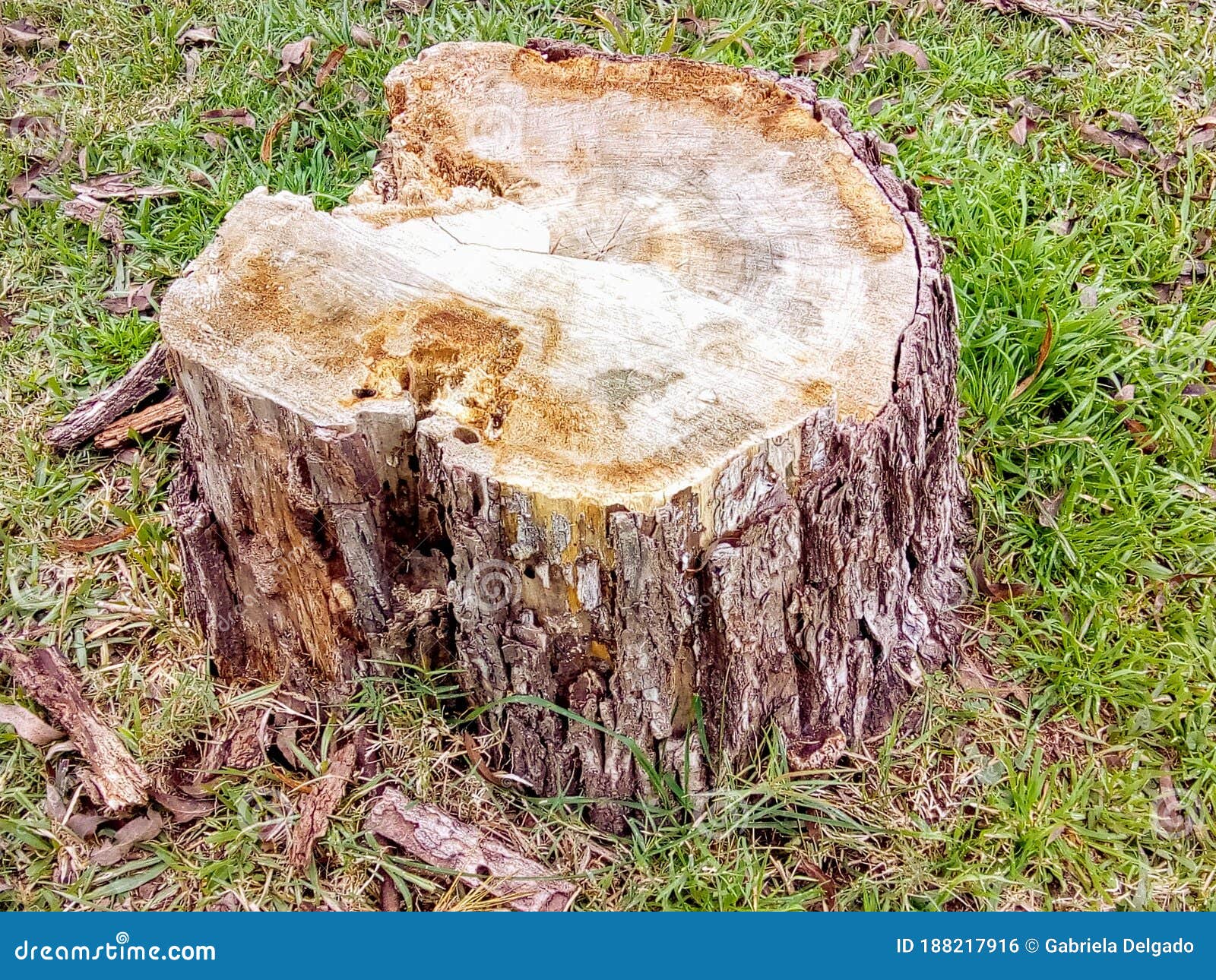 Cutted dead tree stock photo. Image of tree, dead, cutted - 188217916