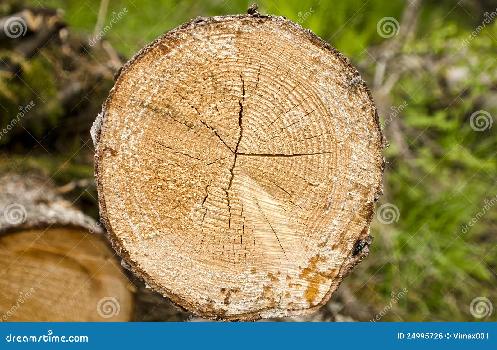 Cutted down tree stock photo. Image of firewood, hewn - 24995726