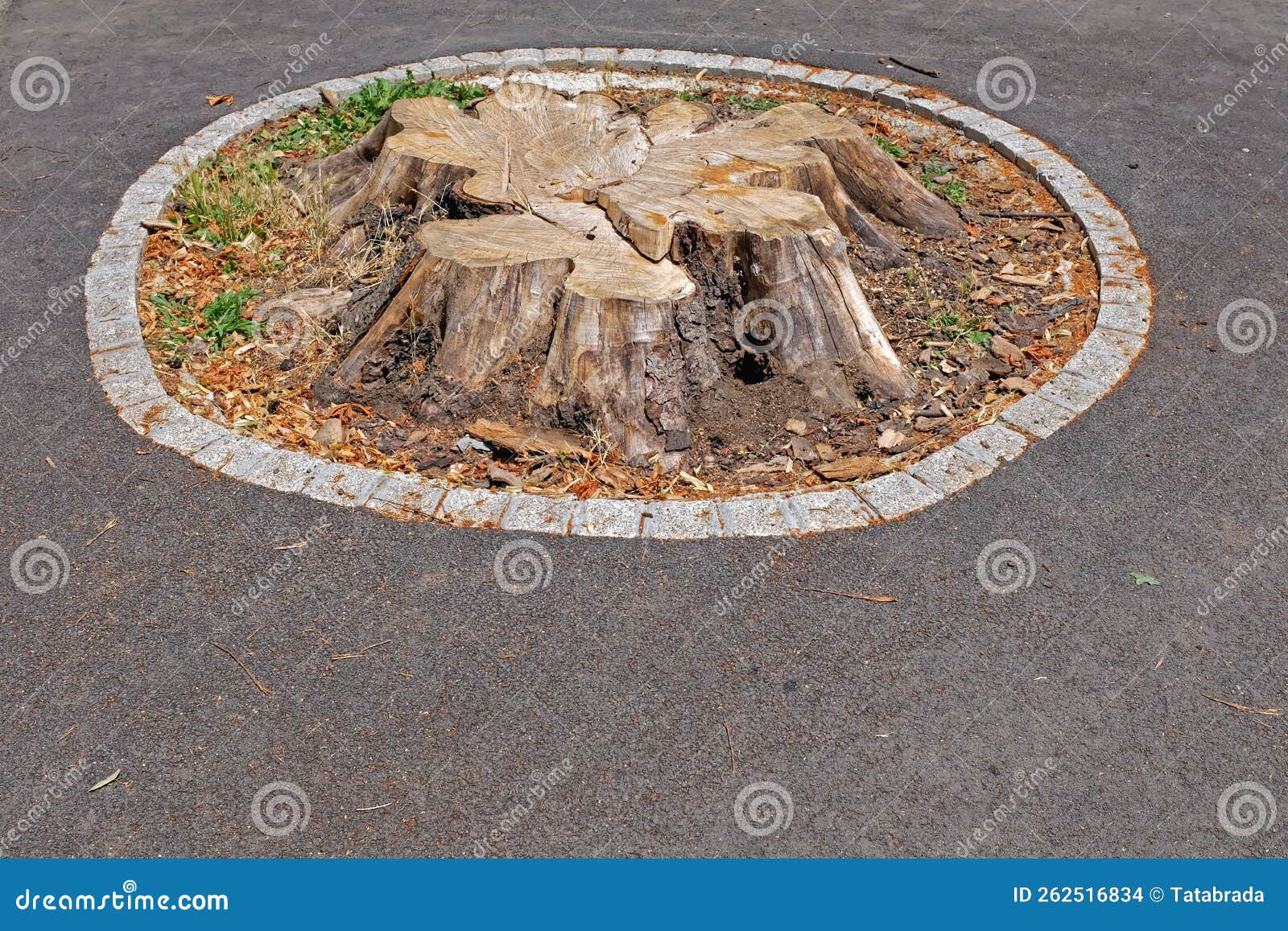 Cutted down tree stump stock photo. Image of stump, large - 262516834