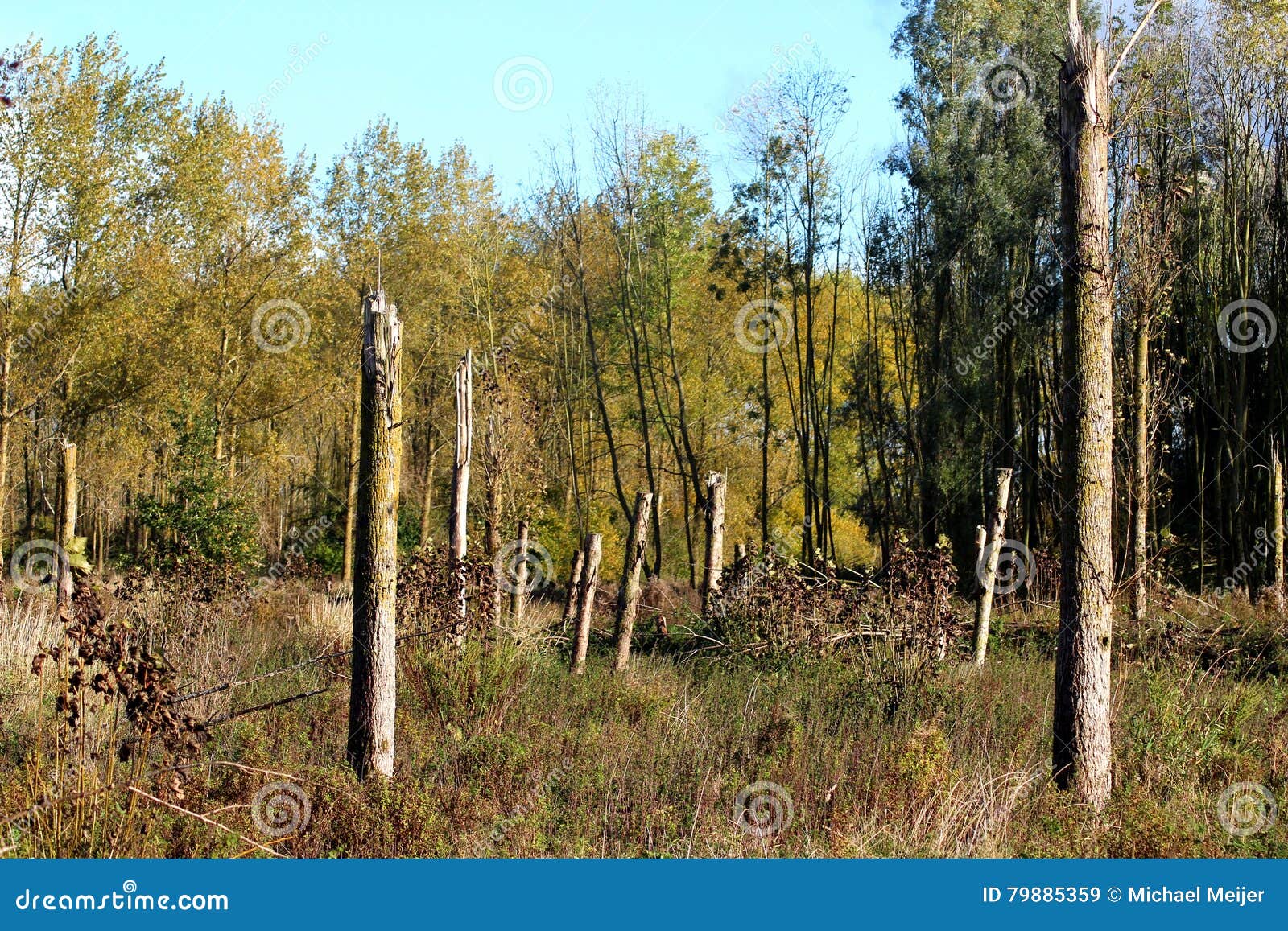 Cutted forest stock image. Image of netherland, europe - 79885359