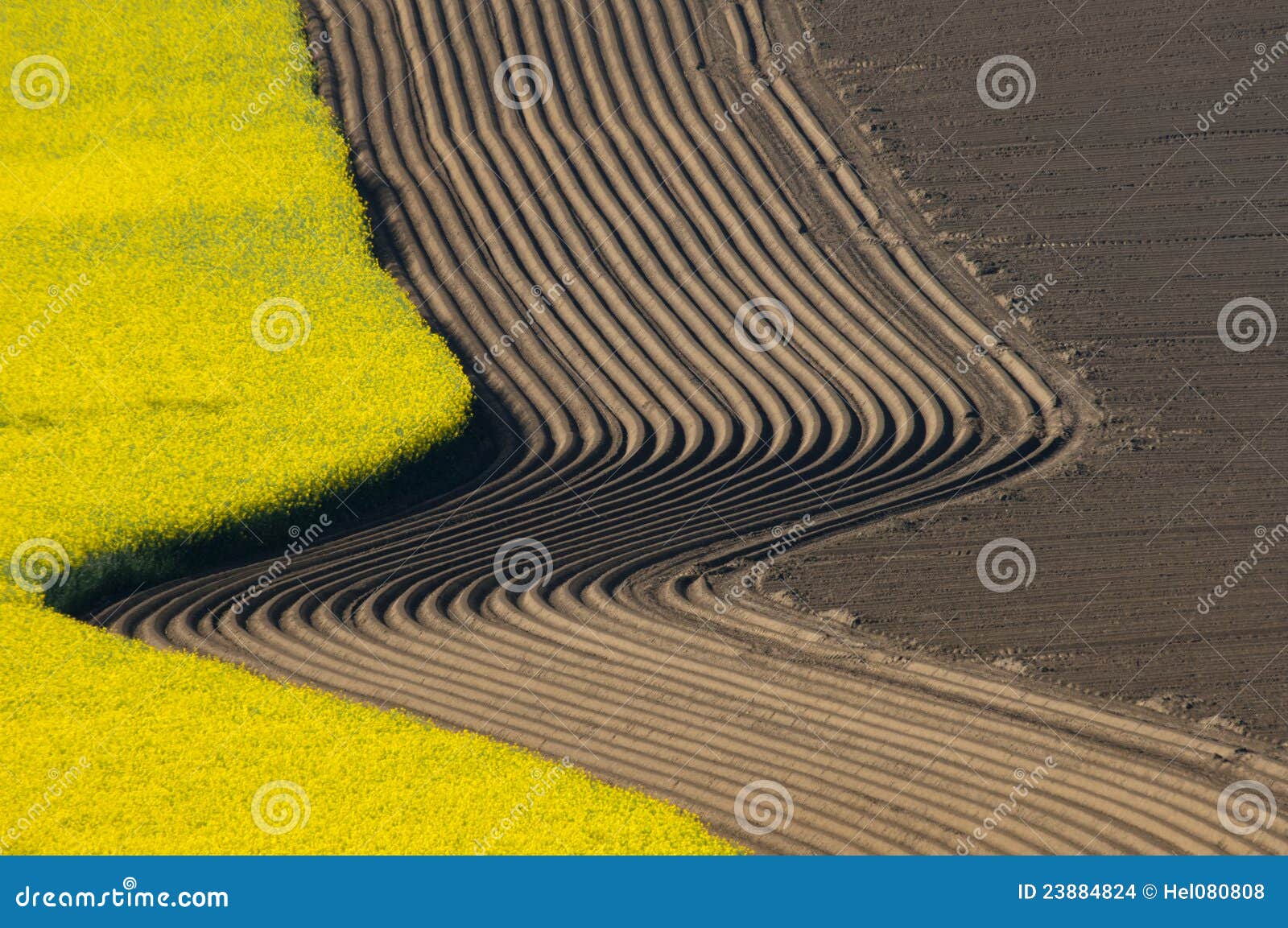 Curved Furrows in Spring, Agrarian Ploughed Fields Beneed a Flowering ...