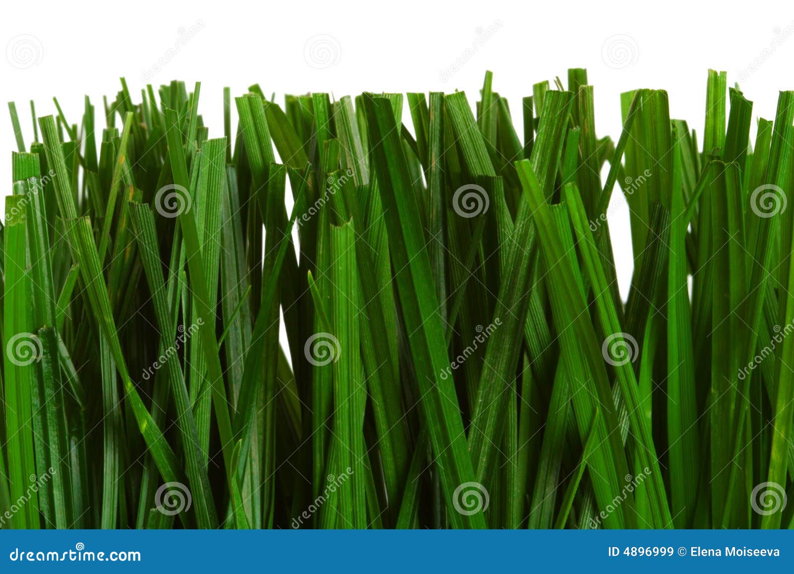 Cutted Green Grass Isolated Stock Image - Image of close, green: 4896999