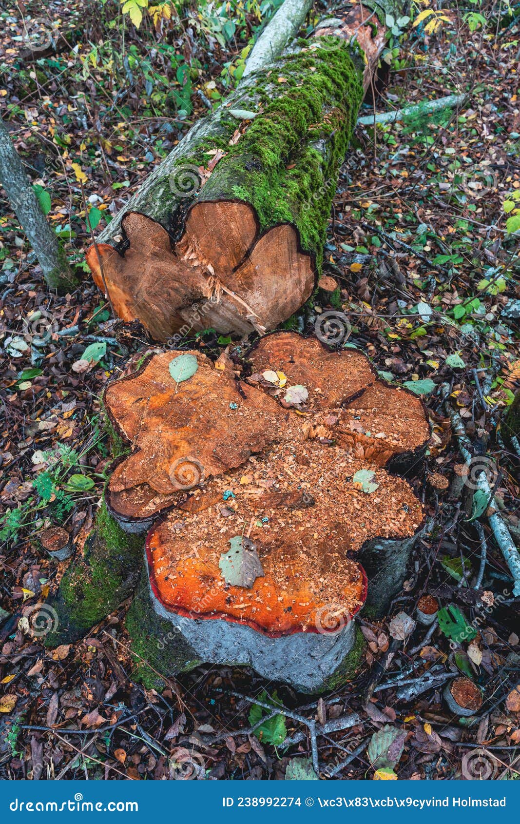 Fallen grey alder tree stock photo. Image of incana - 238992274