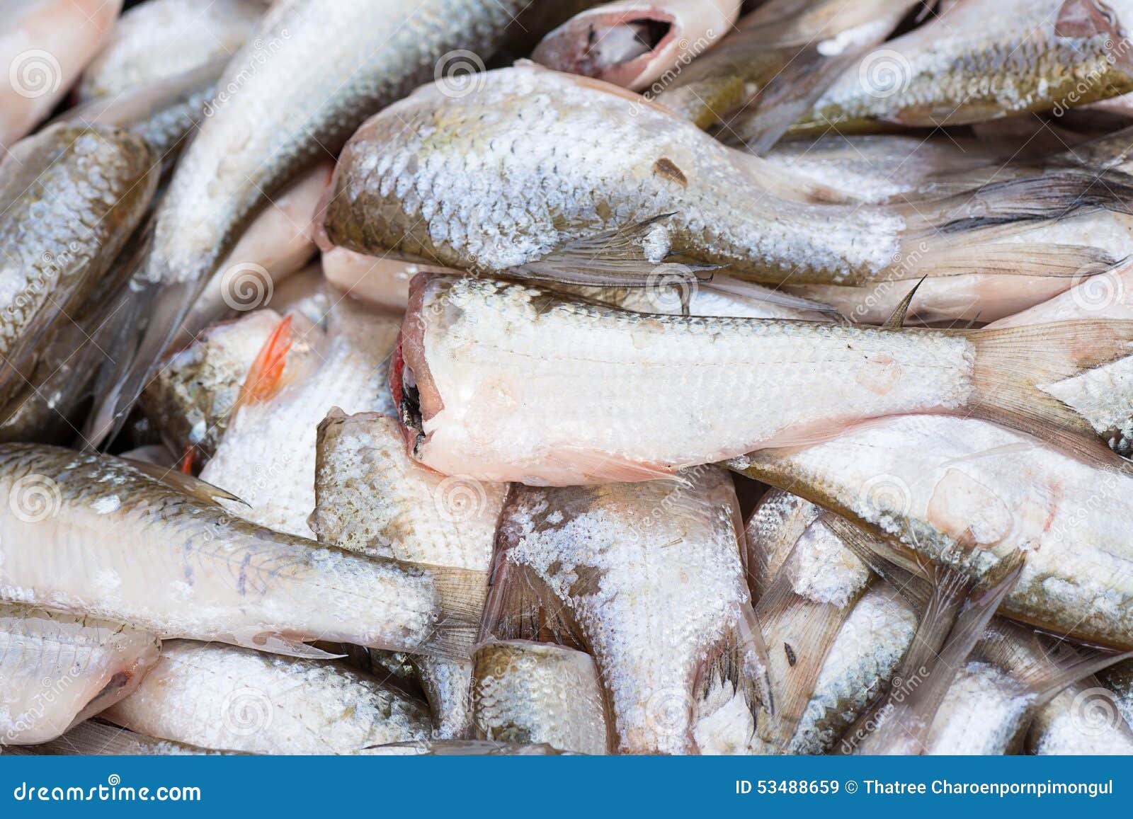 Cutted Head Fish for Cooking. Stock Image - Image of ingredient, dead ...