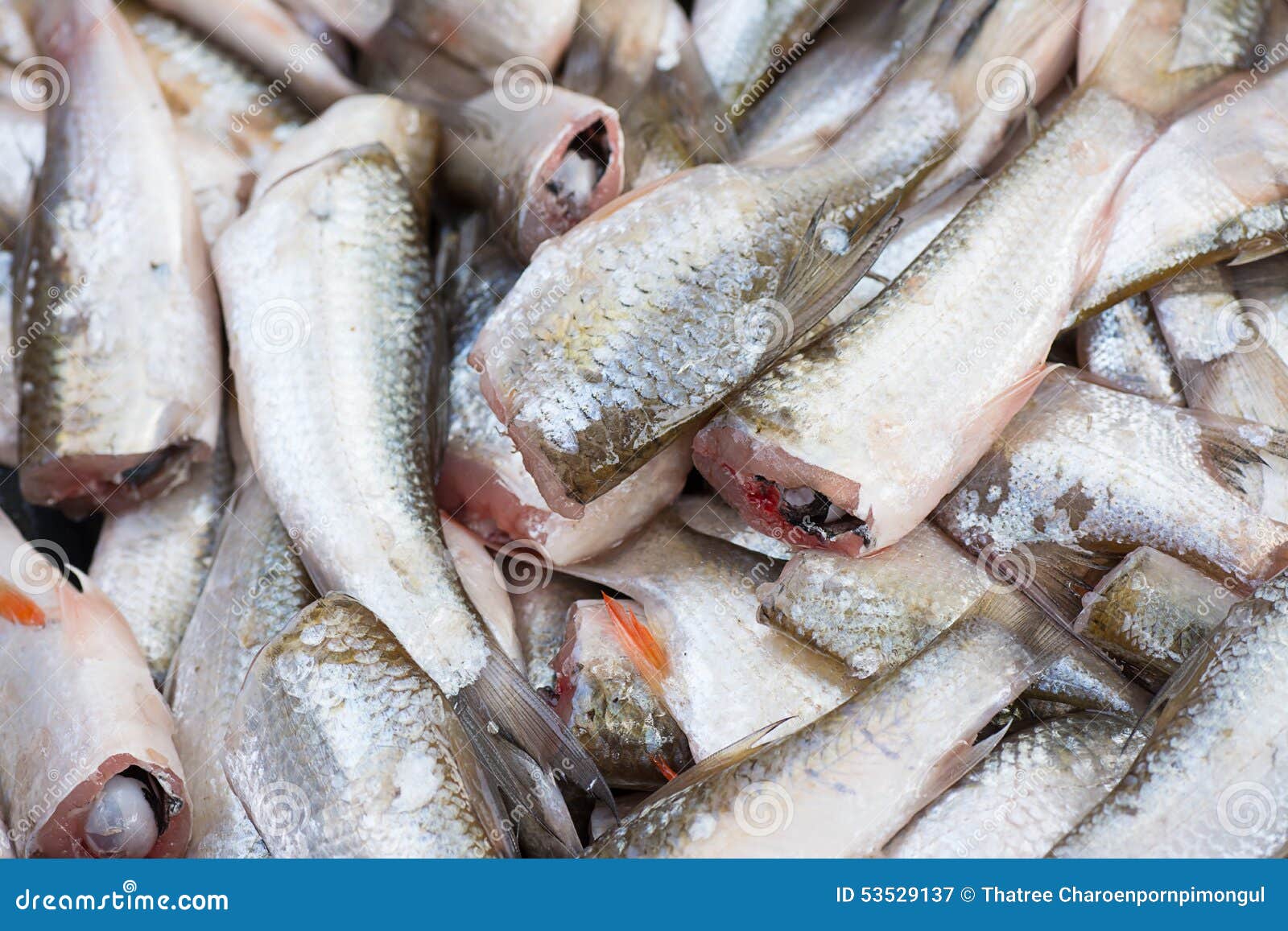 Cutted Head Fish for Cooking. Stock Image - Image of food, protien ...