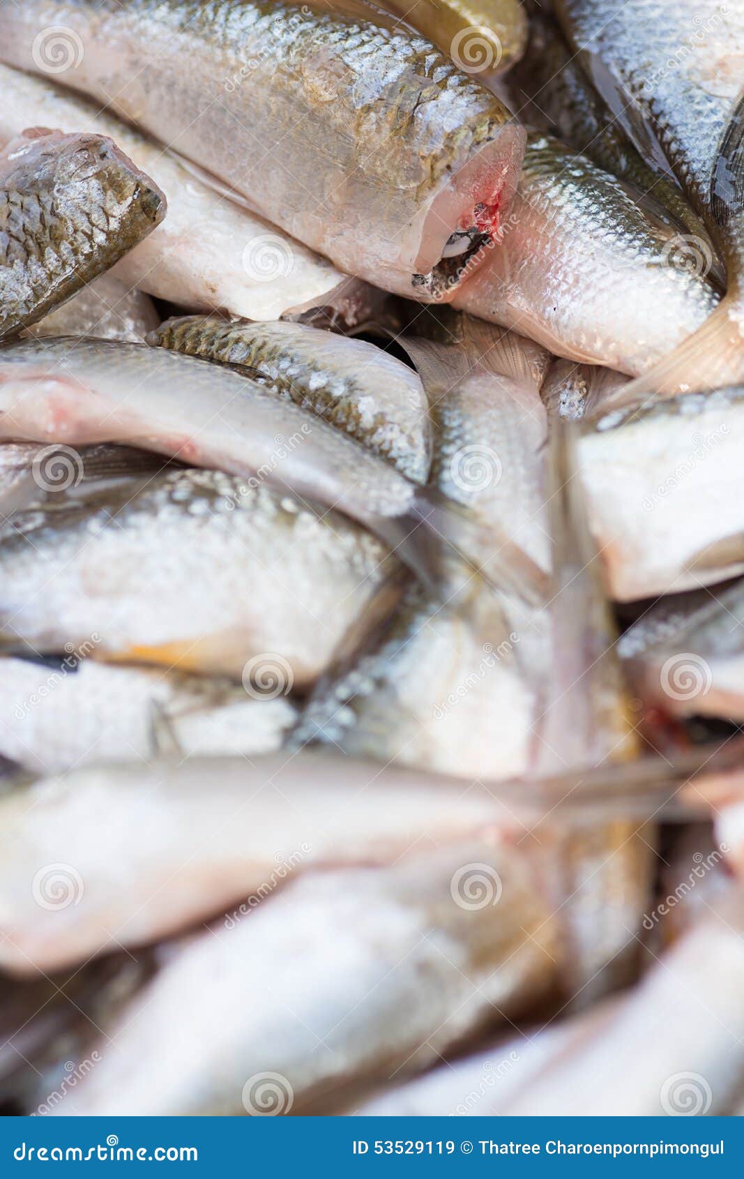 Cutted Head Fish for Cooking. Stock Image - Image of omega, cuisine ...
