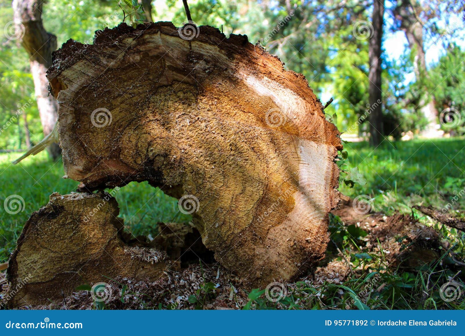 Cutted log in forest stock photo. Image of abstract, lichen - 95771892