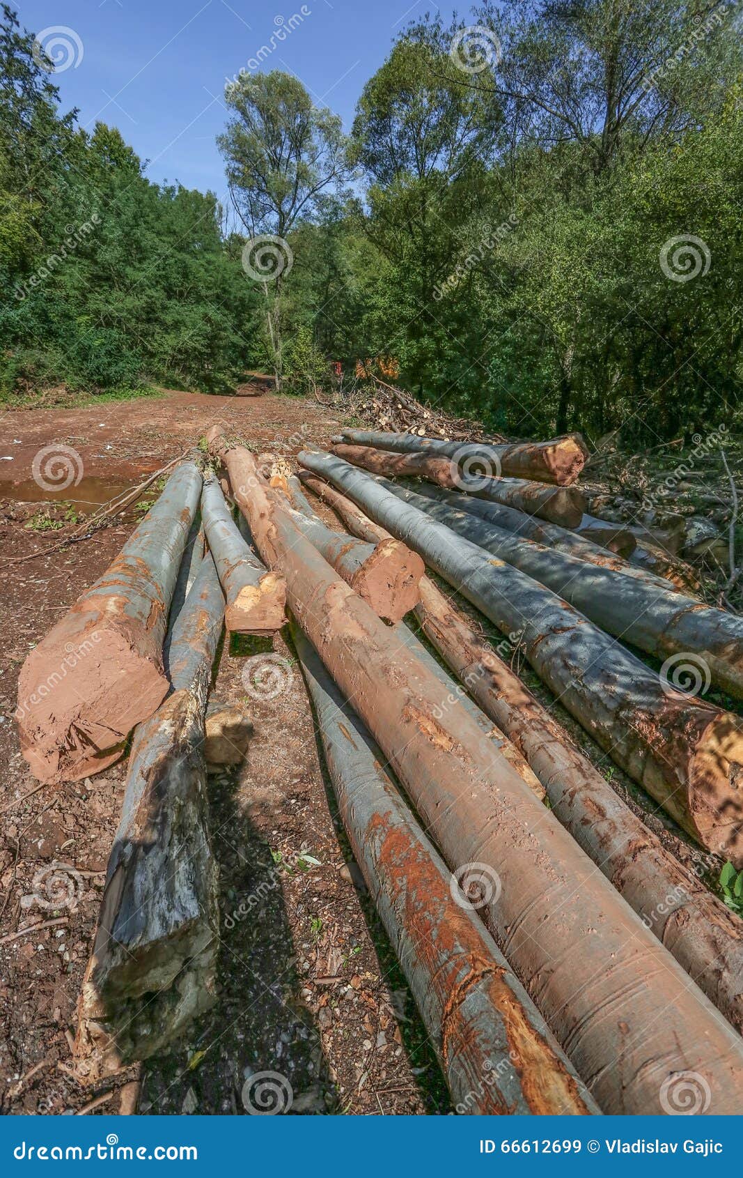 Cutted Logs Lying on the Ground Stock Image - Image of brown, renewable ...