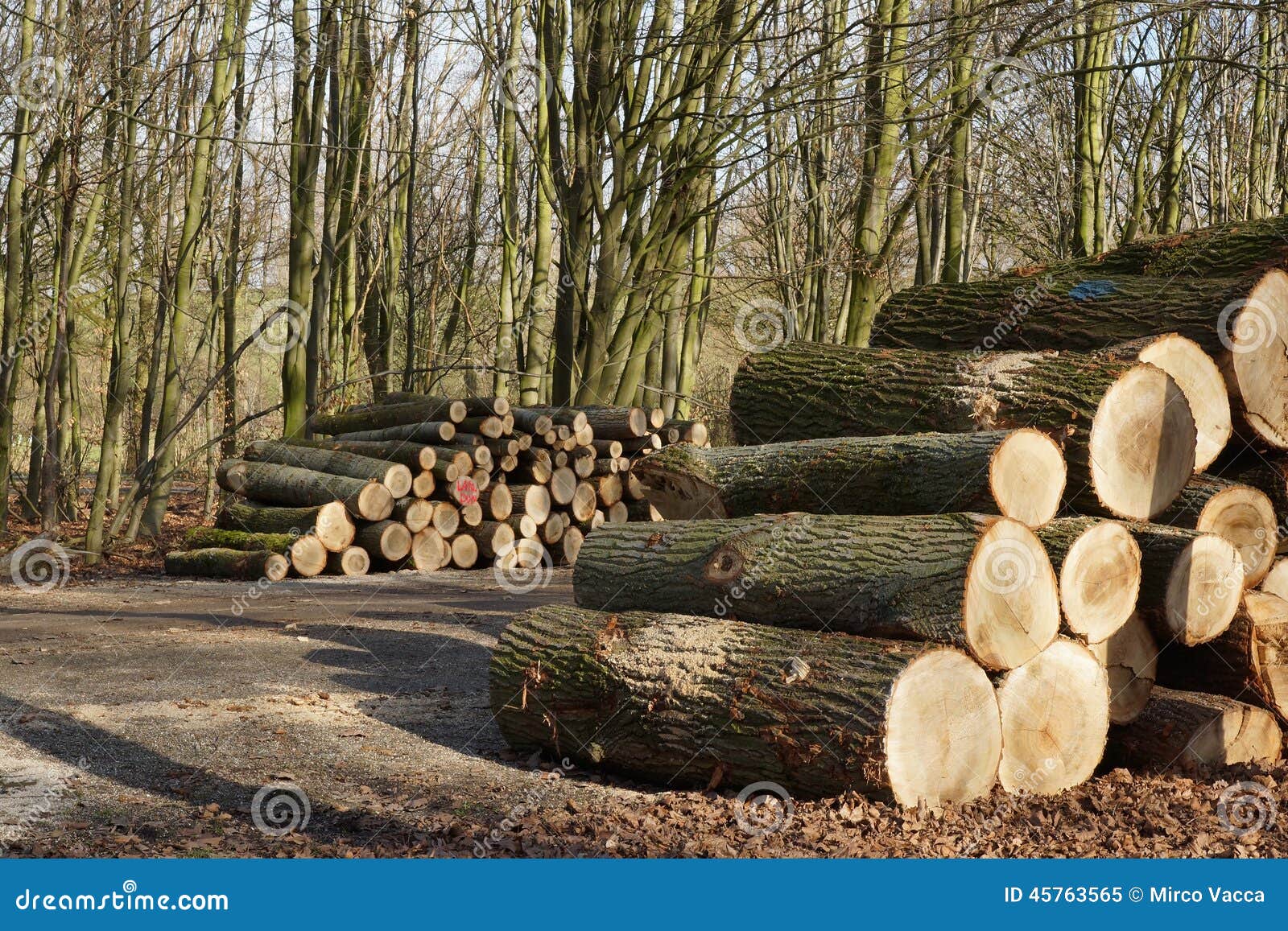 Cutted lumber stock image. Image of sawed, lumber, tree - 45763565