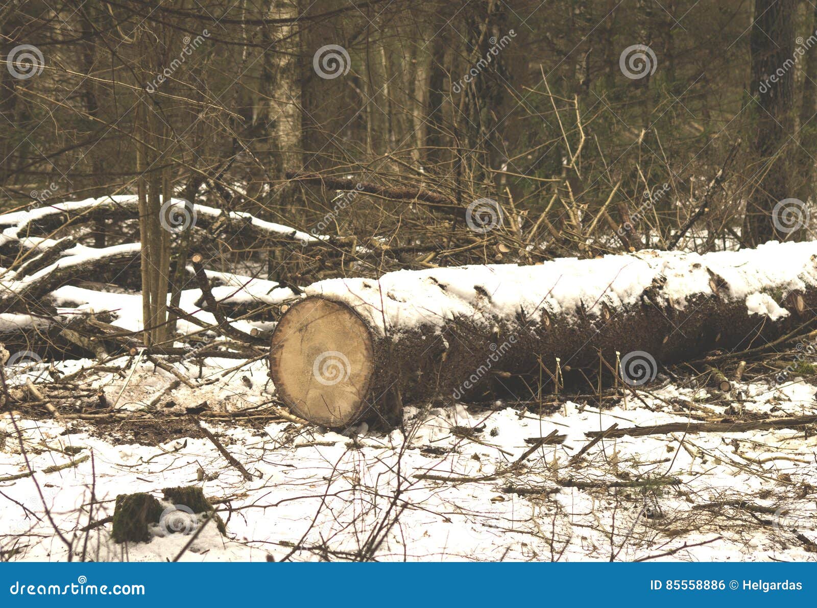 Cutted massive pine tree stock photo. Image of dead, forest - 85558886