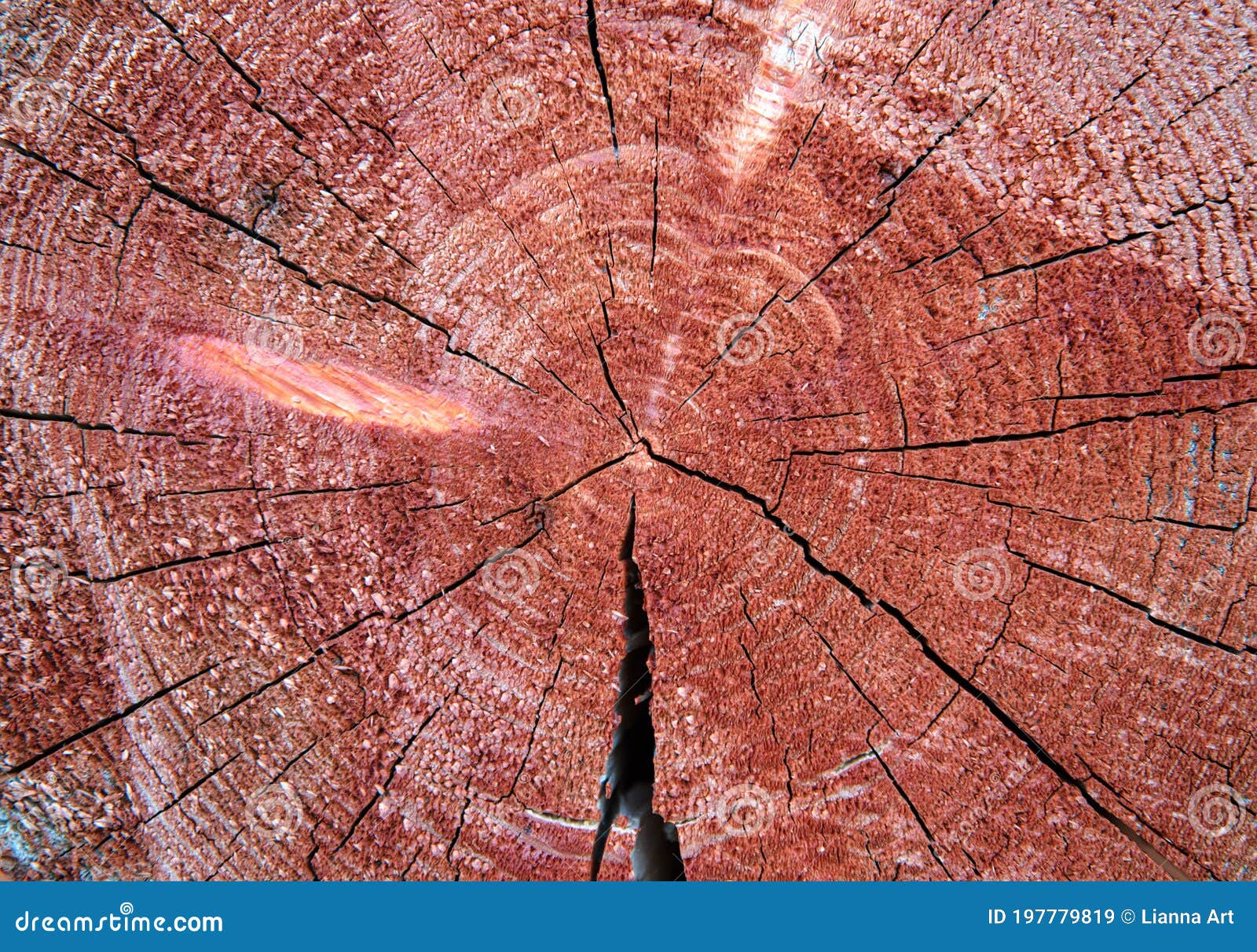 Cutted Round Teak Wood Stump Background Stock Image - Image of design ...
