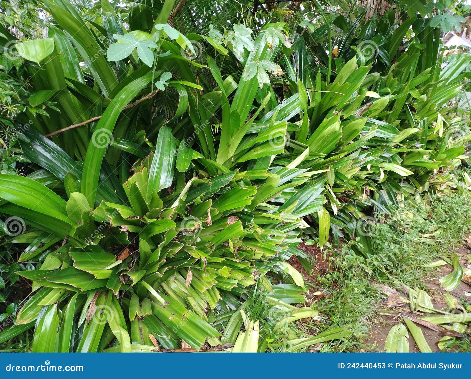 Cutted Plant in Garden stock image. Image of green, vegetation - 242440453