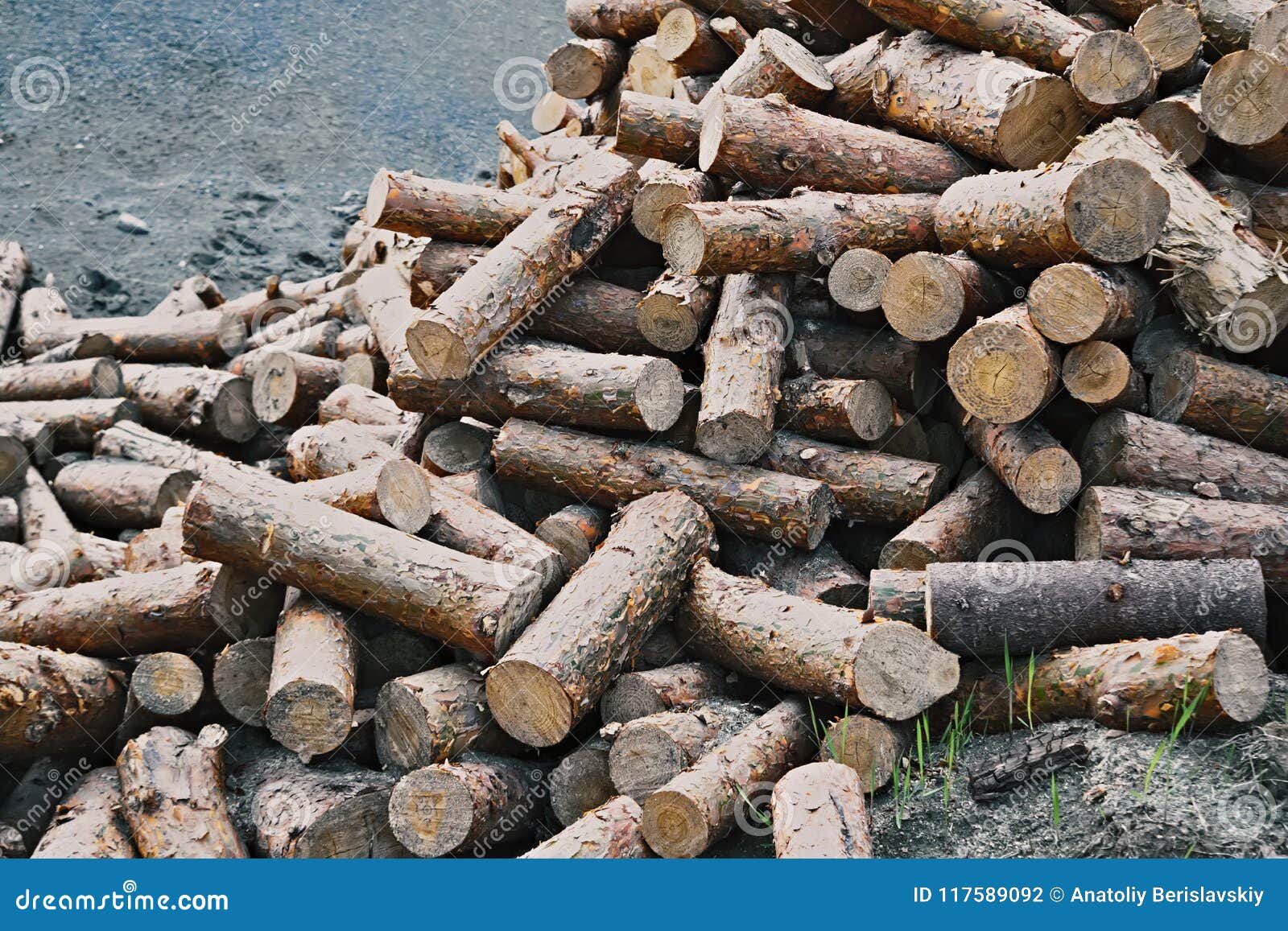Cutted and Stacked Pine Trees. Stock Photo - Image of harvest ...